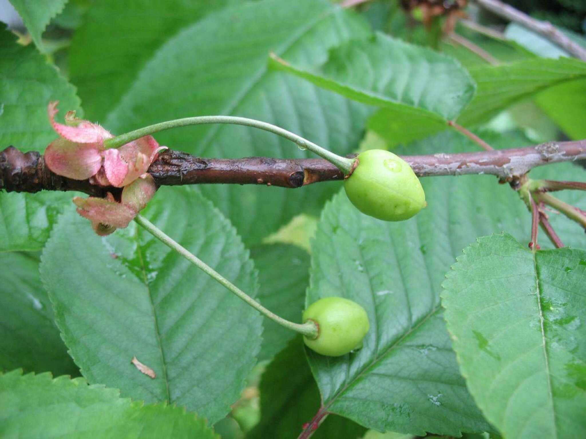 Sommer in Waldperlach, Teil 1 - München
