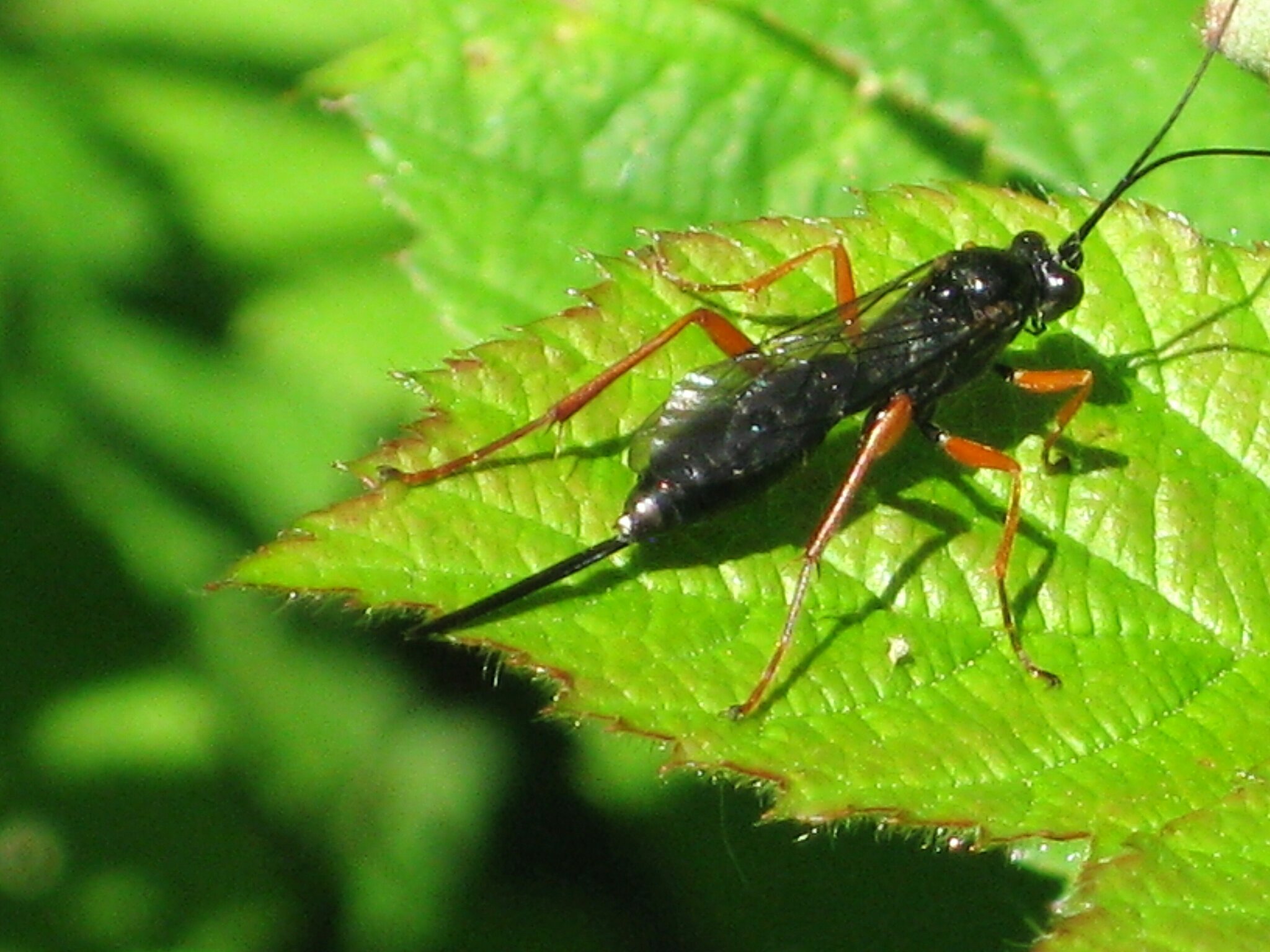 Schwarze Schlupfwespe (Pimpla instigator) - Donauwörth