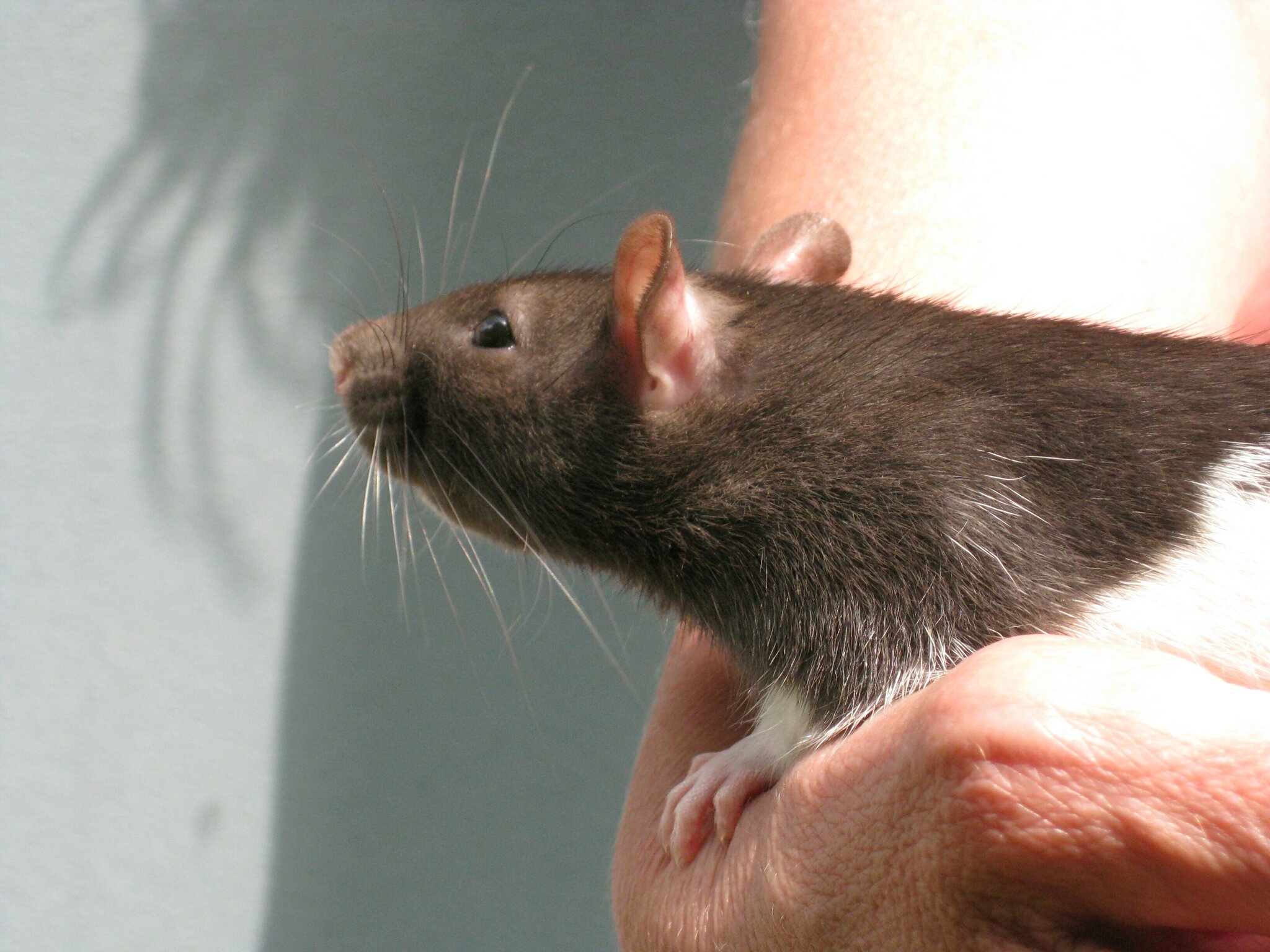 Ratte als Haustier - Donauwörth