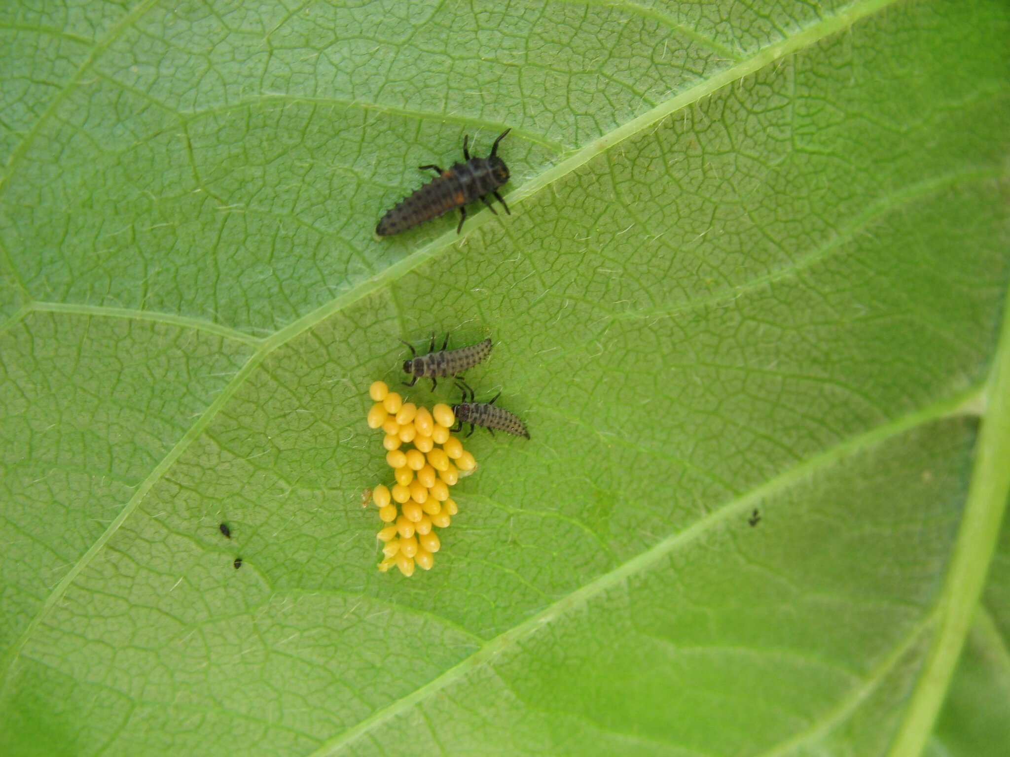 Eier und Larven des Asiatische Marienkäfer (Harmonia axyridis) - München