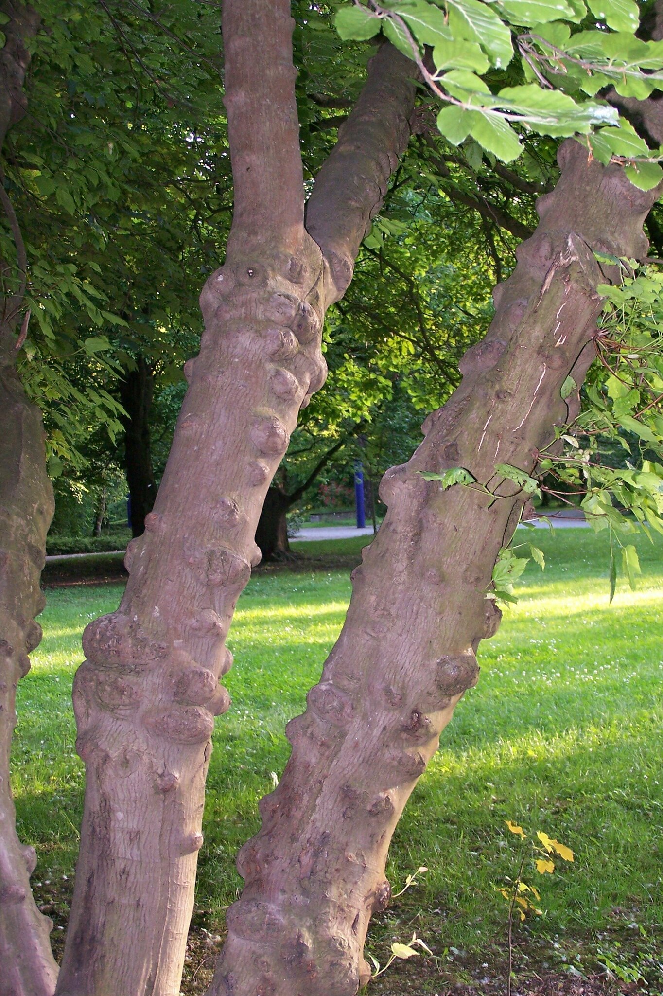 Baum mit Beulen - Meitingen