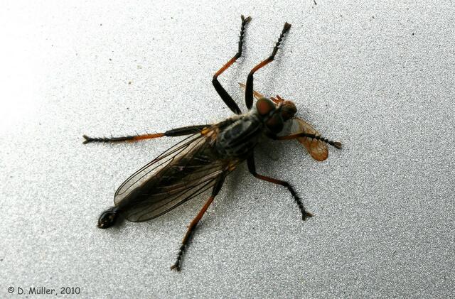 Gemeiner Strauchdieb - Burgdorf
