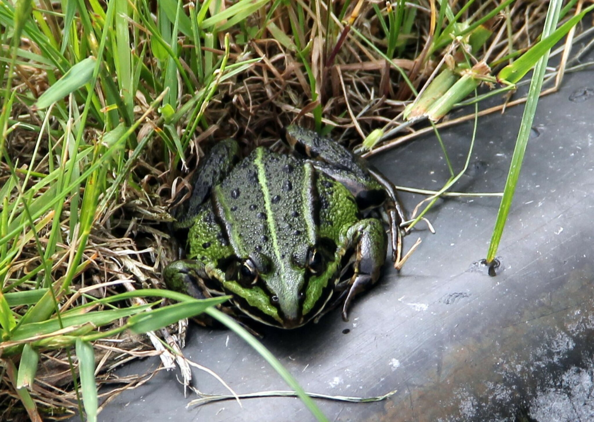 Der Frosch und sein Teich - Isernhagen