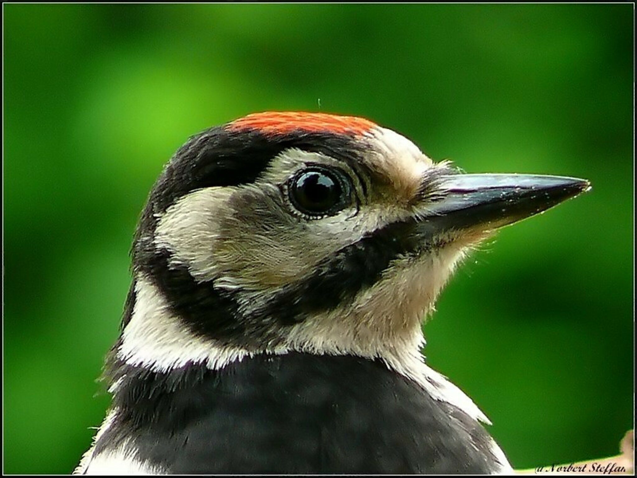 Buntspechte - Augsburg