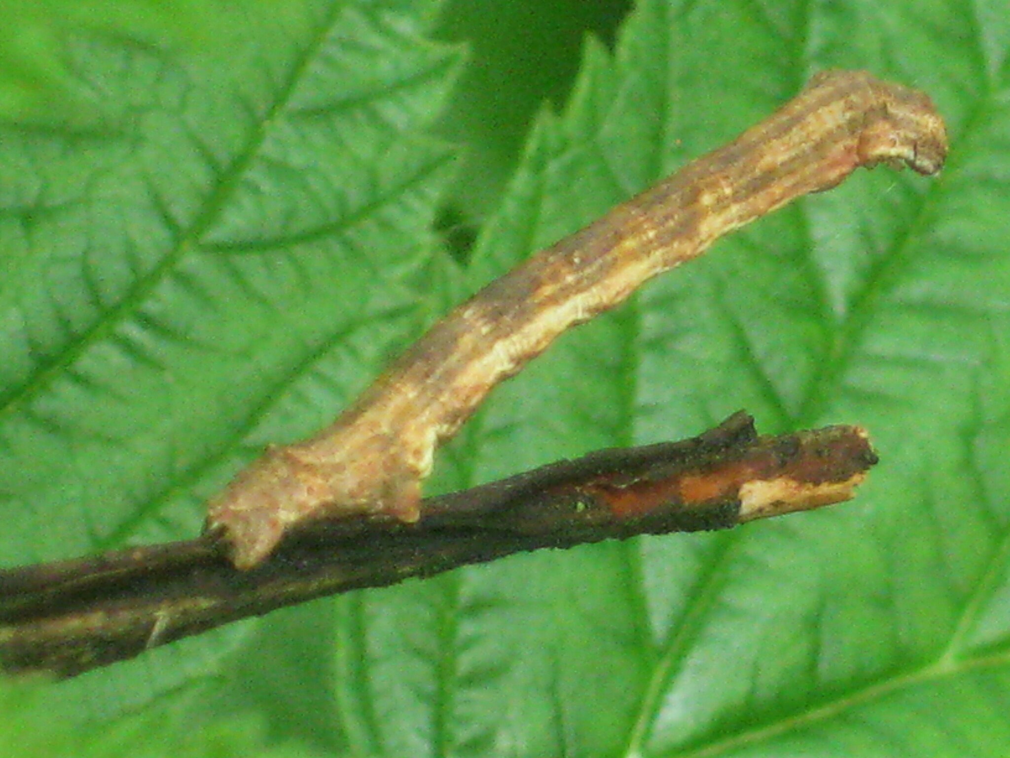 Einem Ast verwächselnd ähnlich (Raupe) - Donauwörth