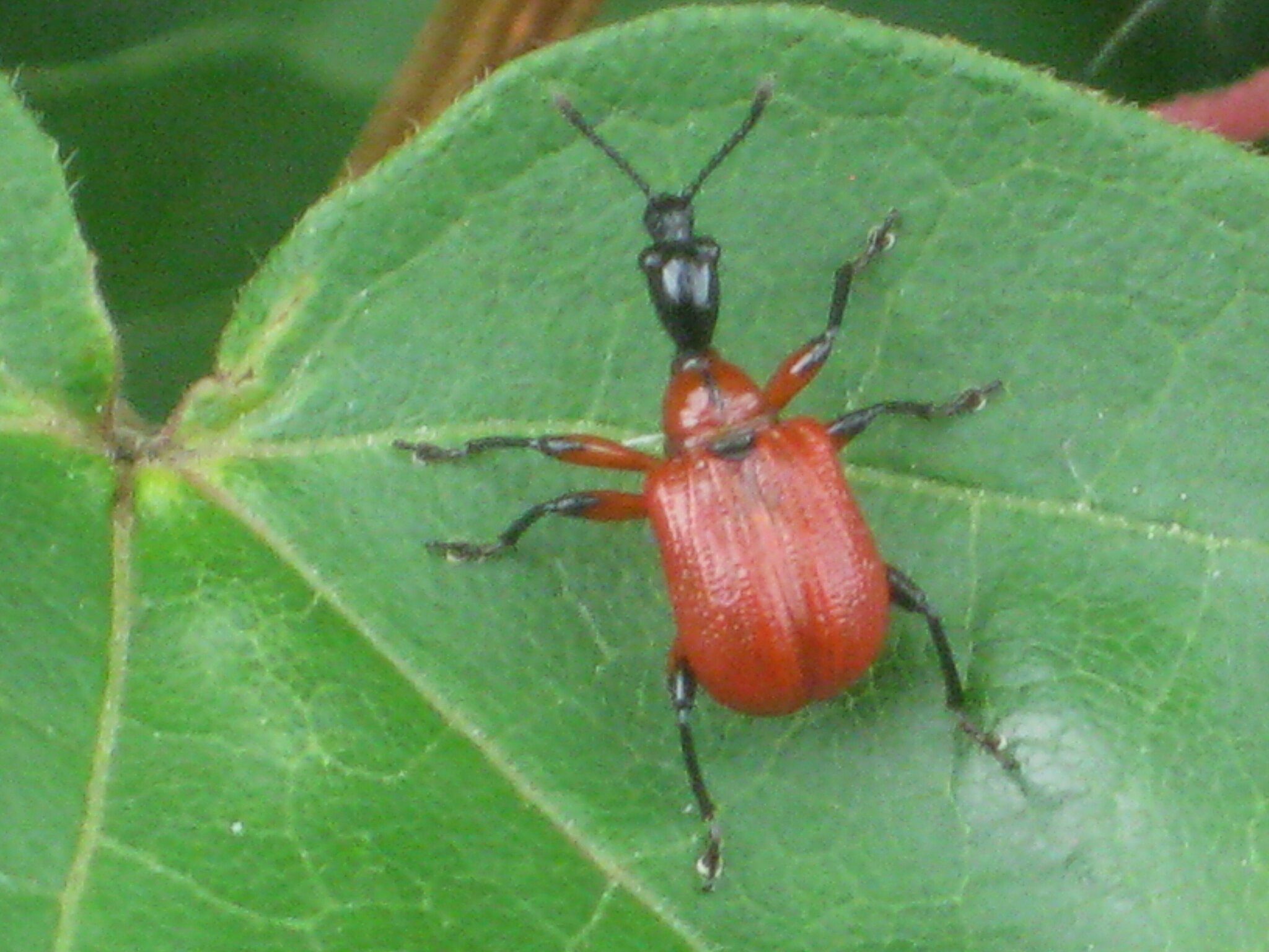 Haselblattroller (Apoderus coryli) - Donauwörth