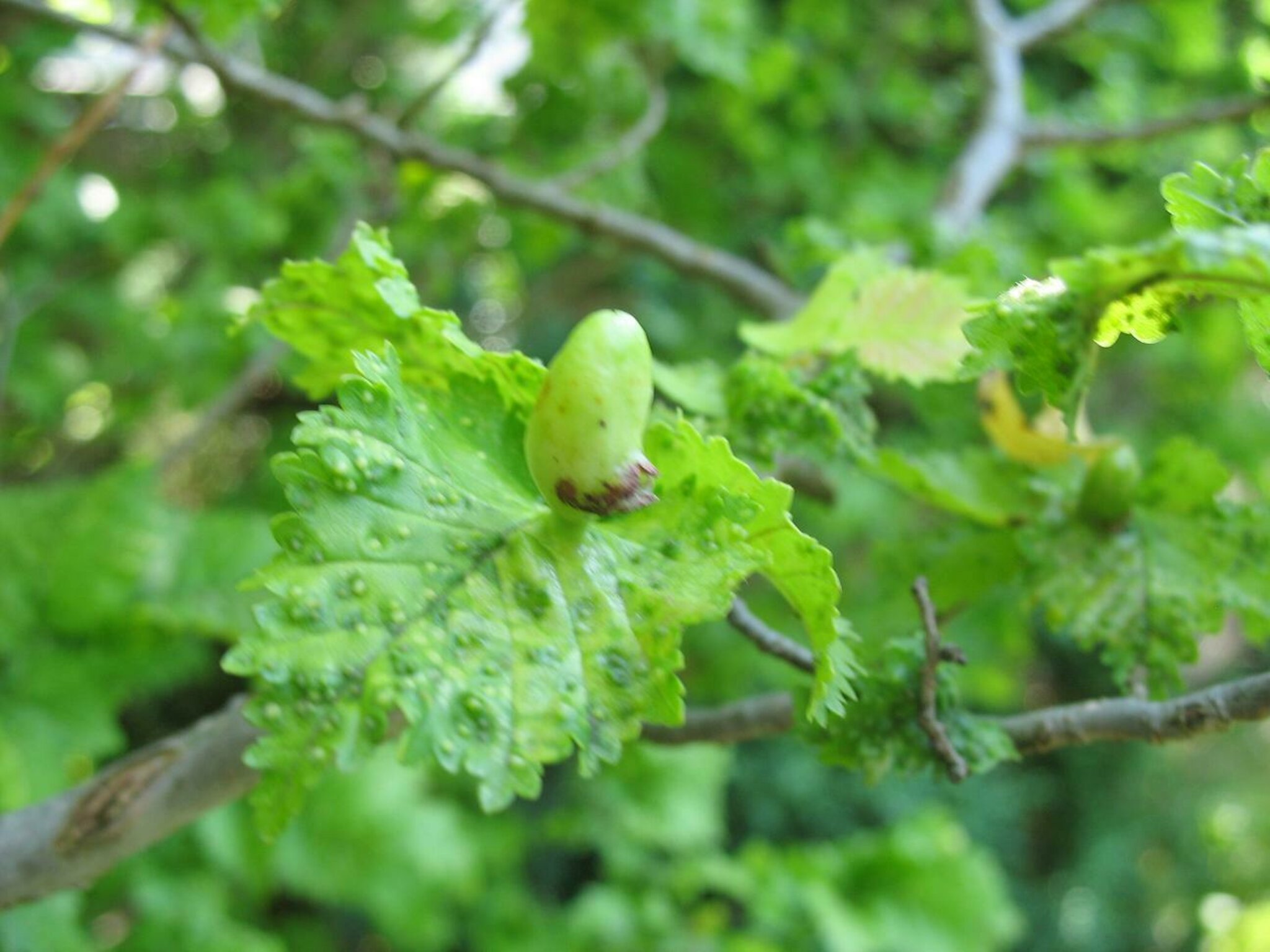 Sommer in Waldperlach, Teil 32 - München