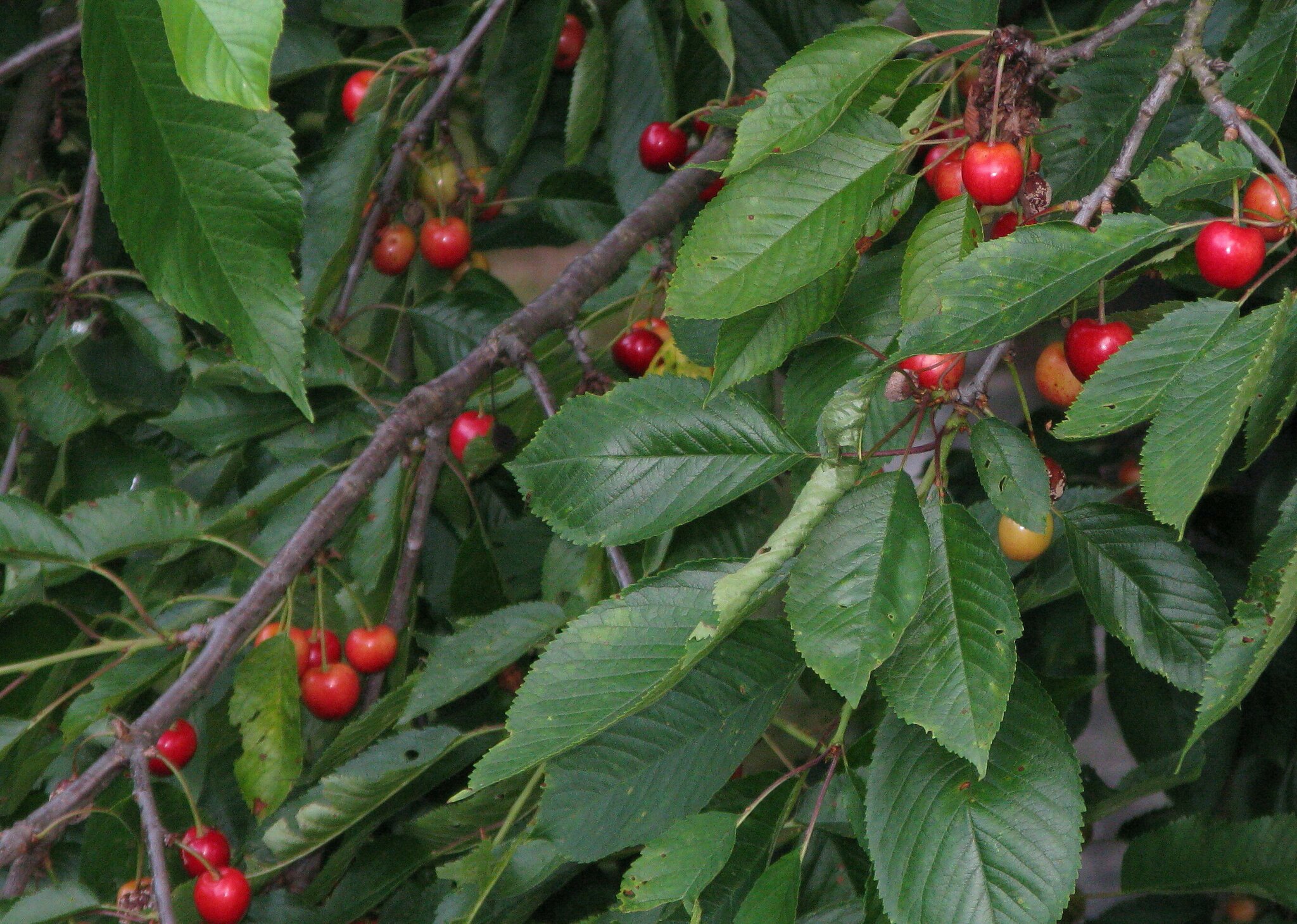 Rückblick: 4 Tage Kirschenmarkt 2010 - Gladenbach