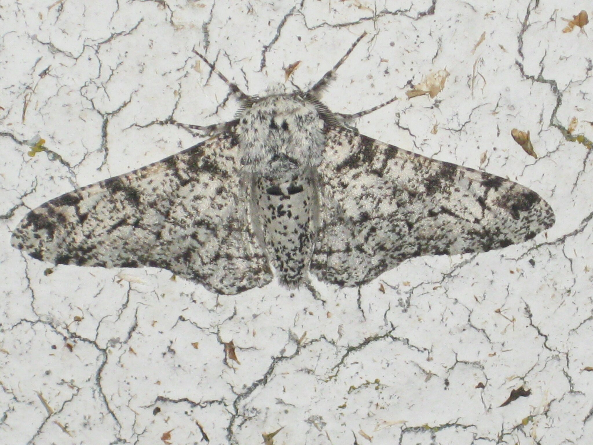 Birkenspanner (Biston betularia) - Donauwörth