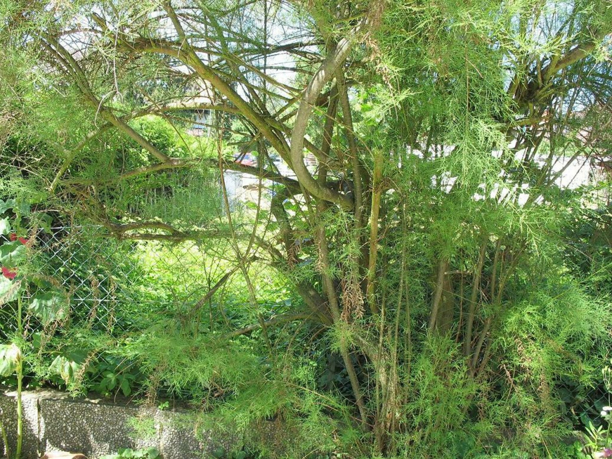 Sommer in Waldperlach, Teil 39 - München