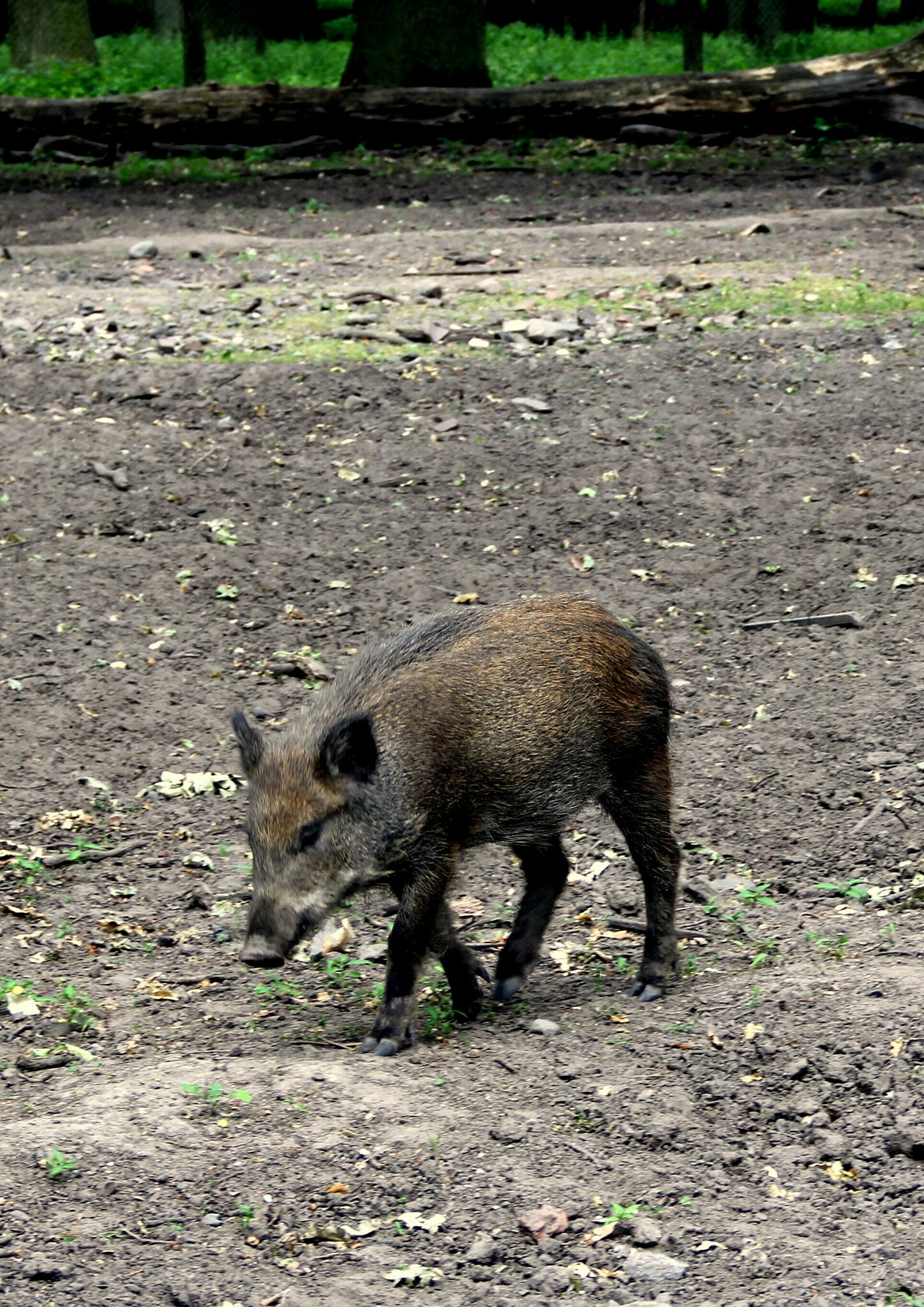 Der Tiergarten in Hannover mit seinen Wildschweinen! - Isernhagen