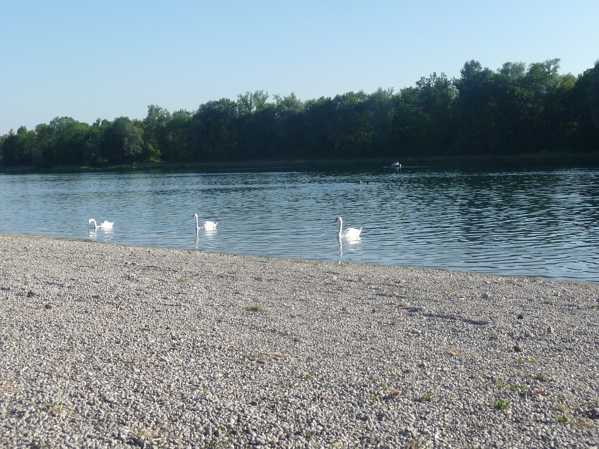 Schwäne am Kuhsee - Augsburg