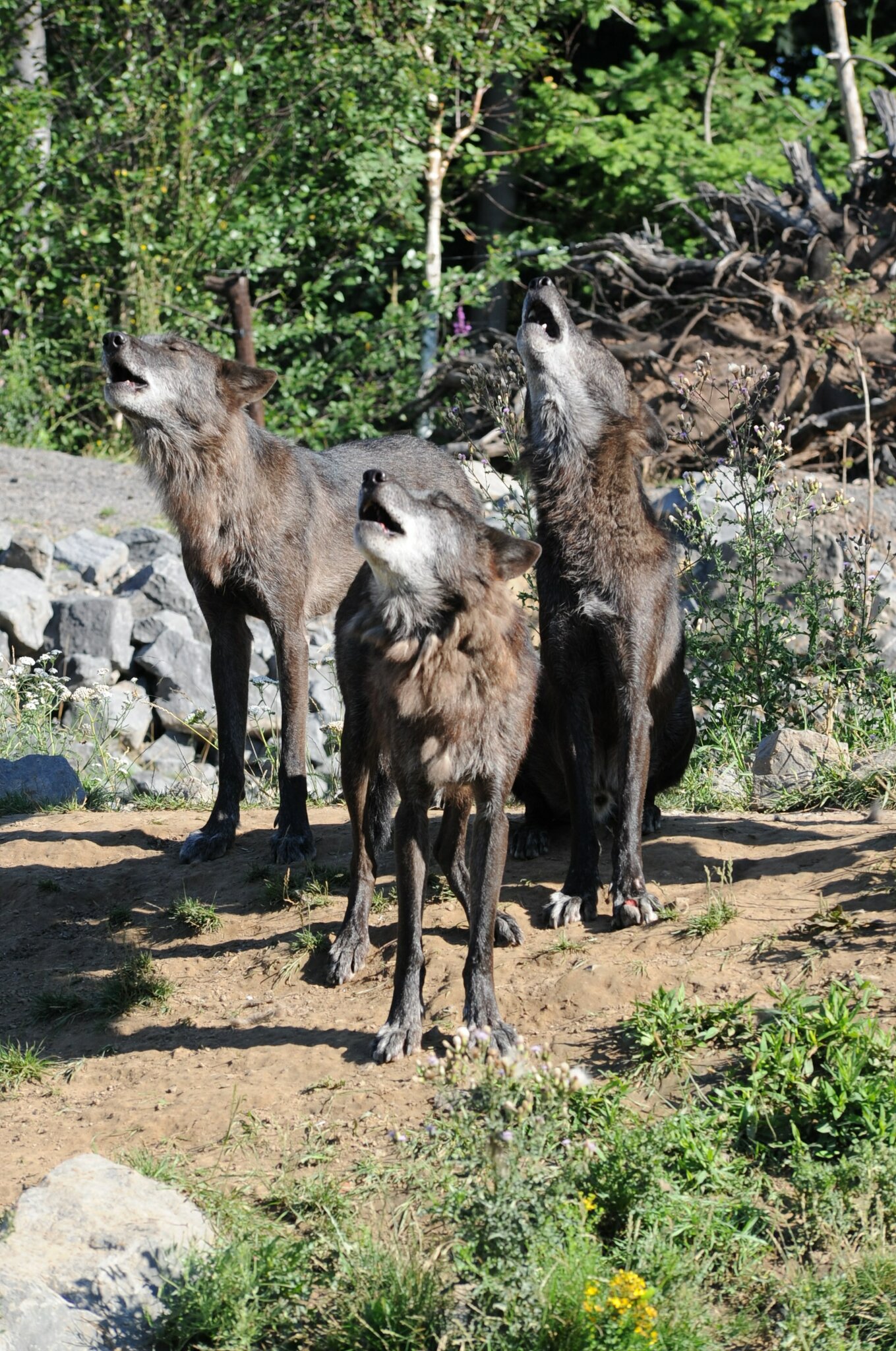 Von heulenden Wölfen, Bisons im Regenbogen und Berber Löwe Chalid ...