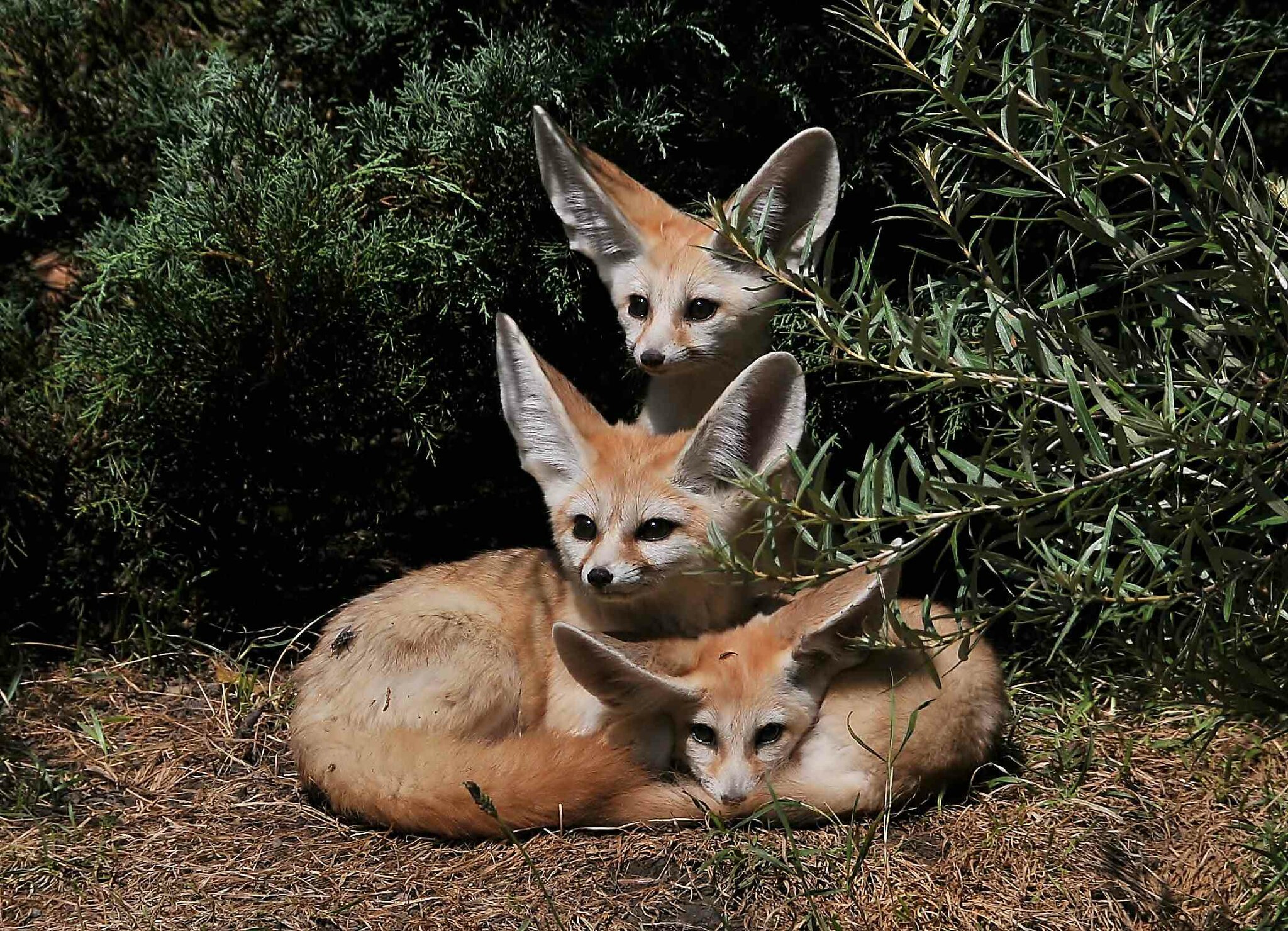 Die Fenneke im Augsburger Zoo - Augsburg