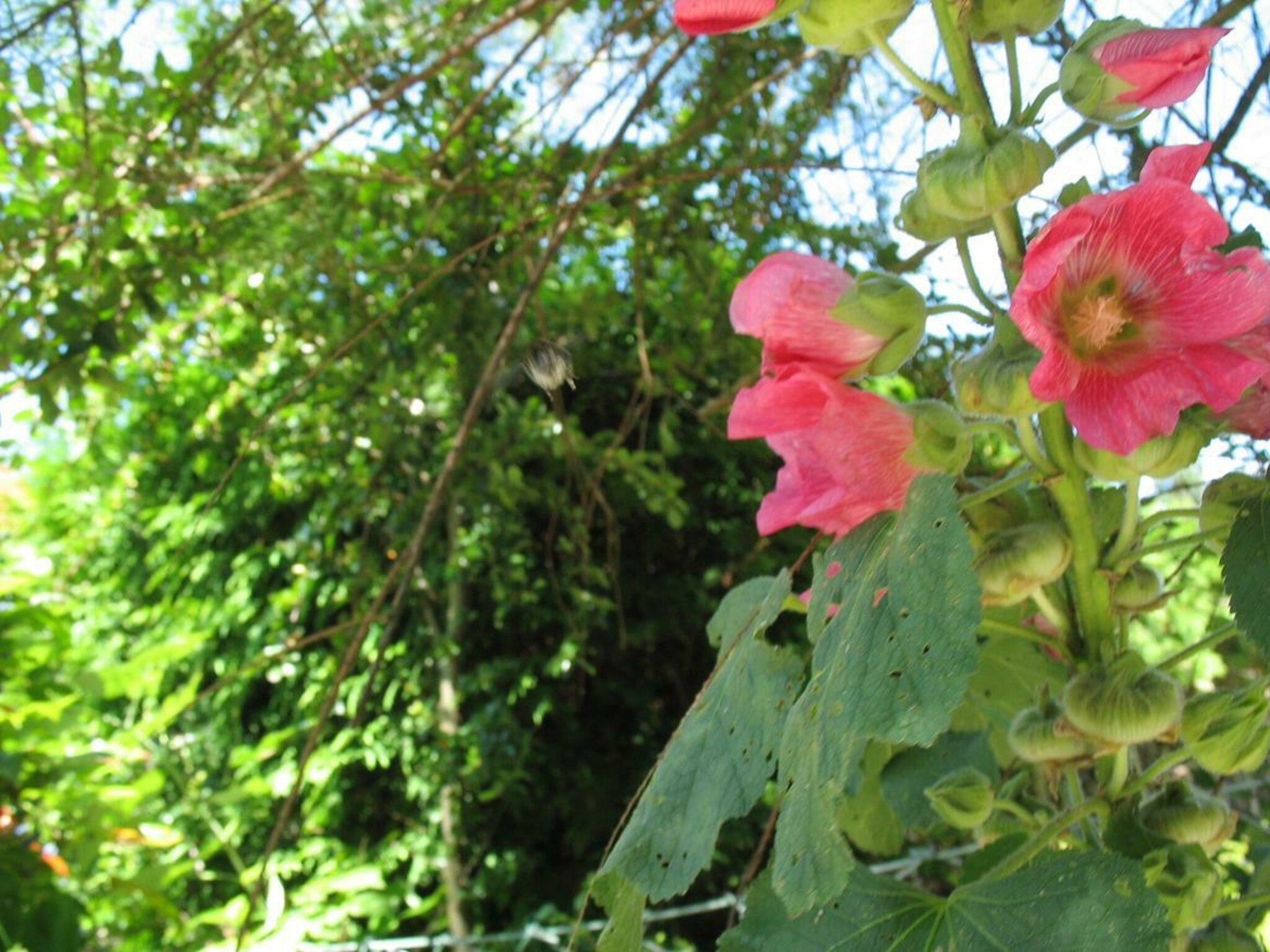 Sommer in Waldperlach, Teil 62 - München
