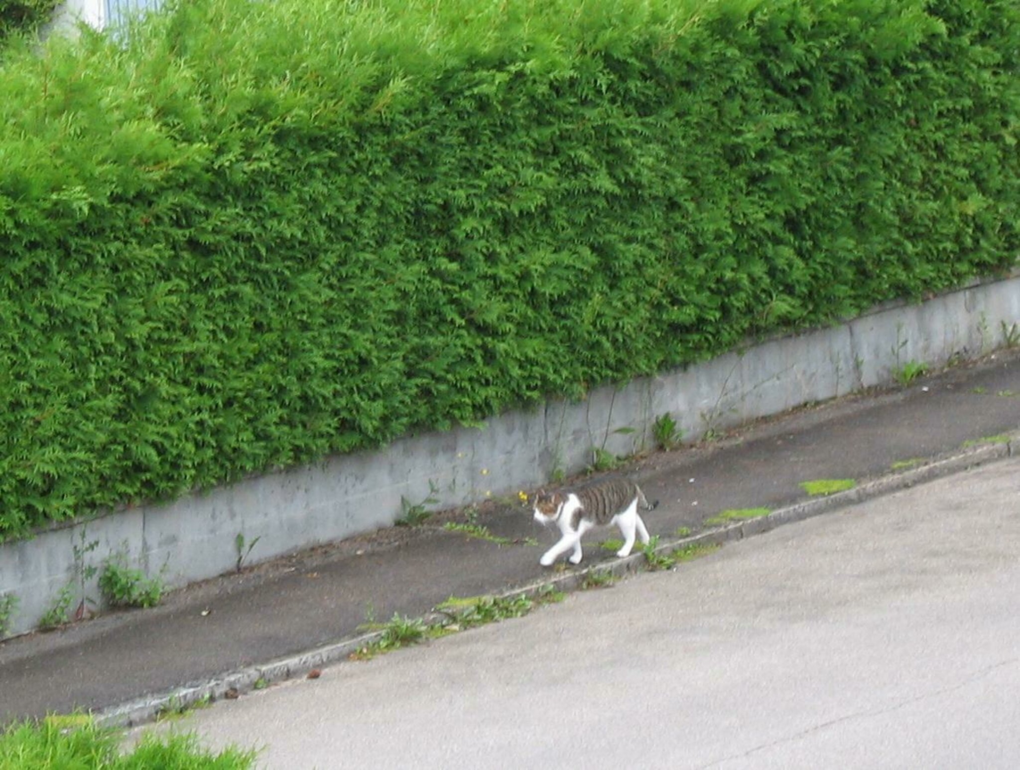 Sommer in Waldperlach, Teil 66 - München