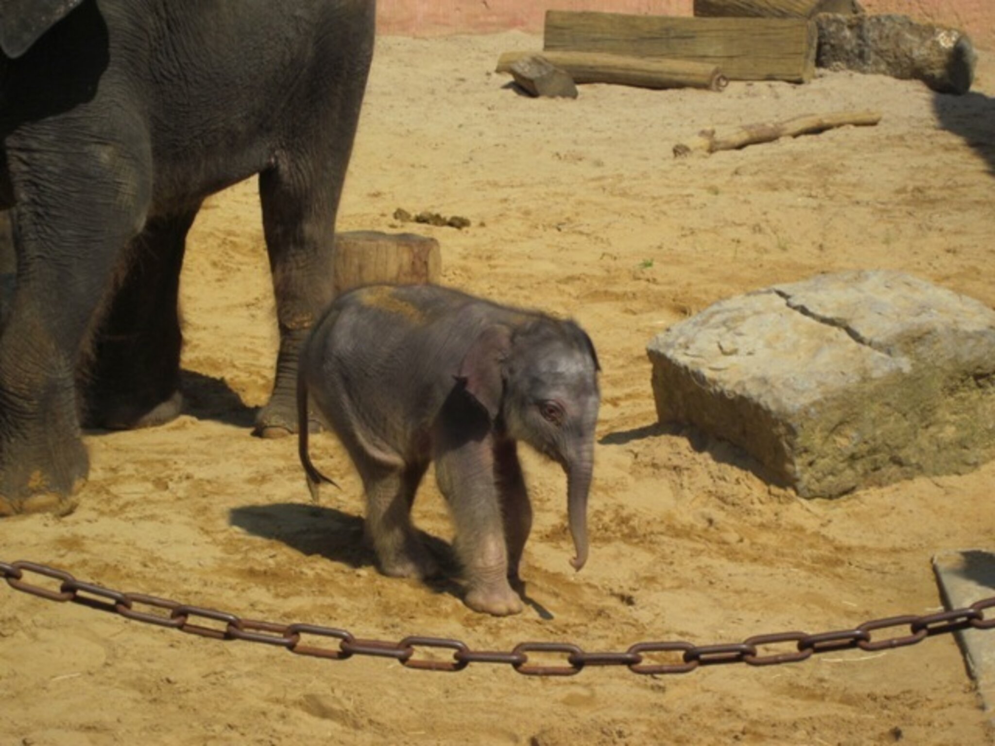 Babyelefant kommt groß raus im Zoo Hannover - Neustadt am Rübenberge