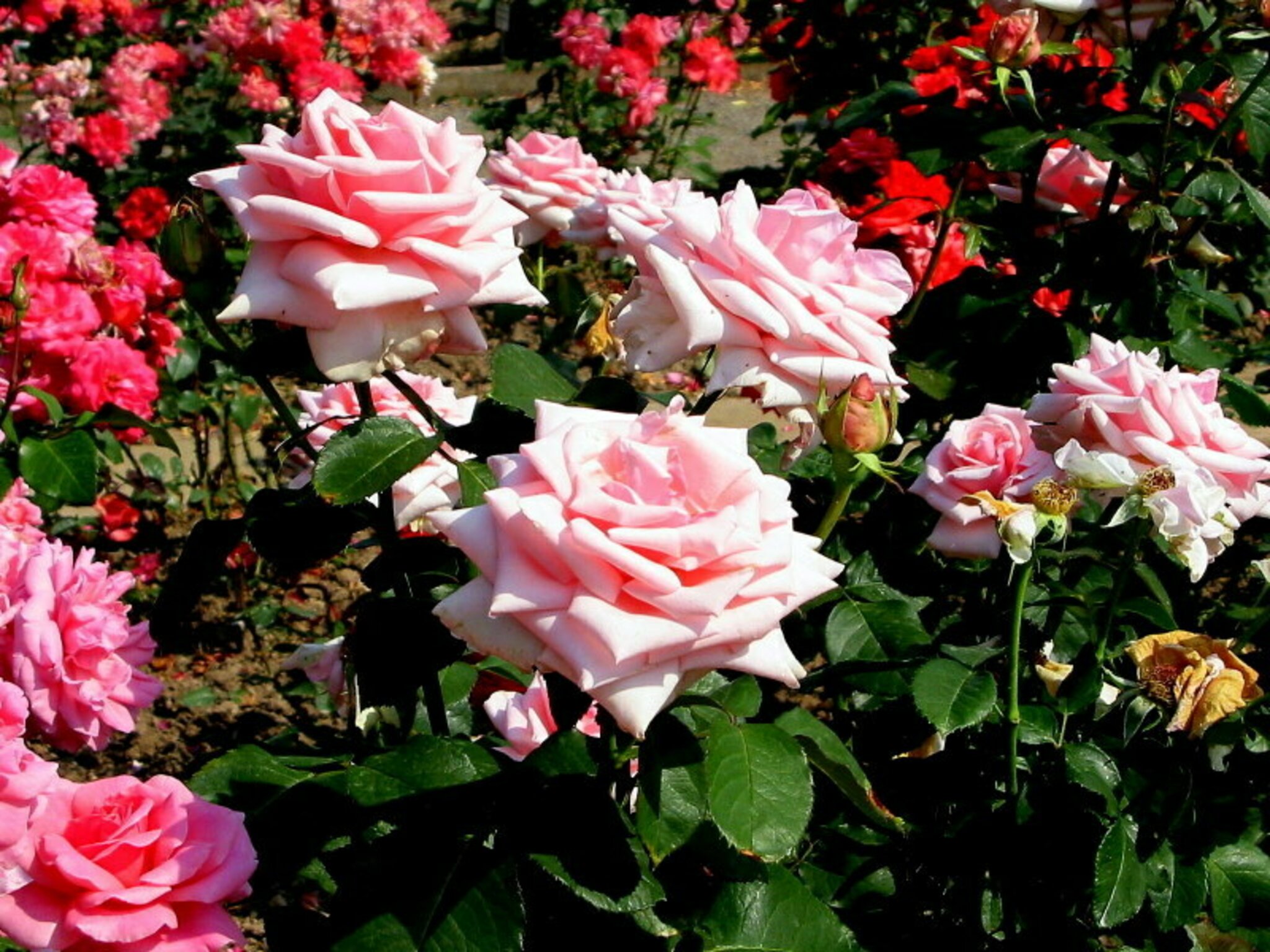Europa-Rosarium in Sangerhausen - heißer Ausflugstipp ! - Sangerhausen