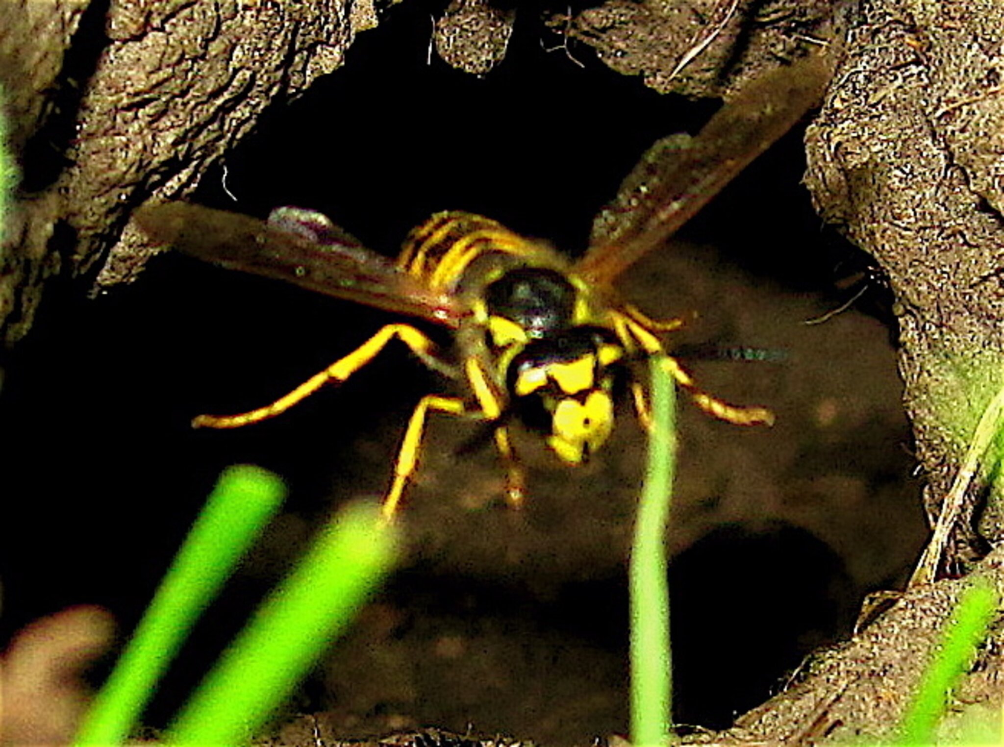 "Deutsche Wespe" im Erdloch - Pattensen