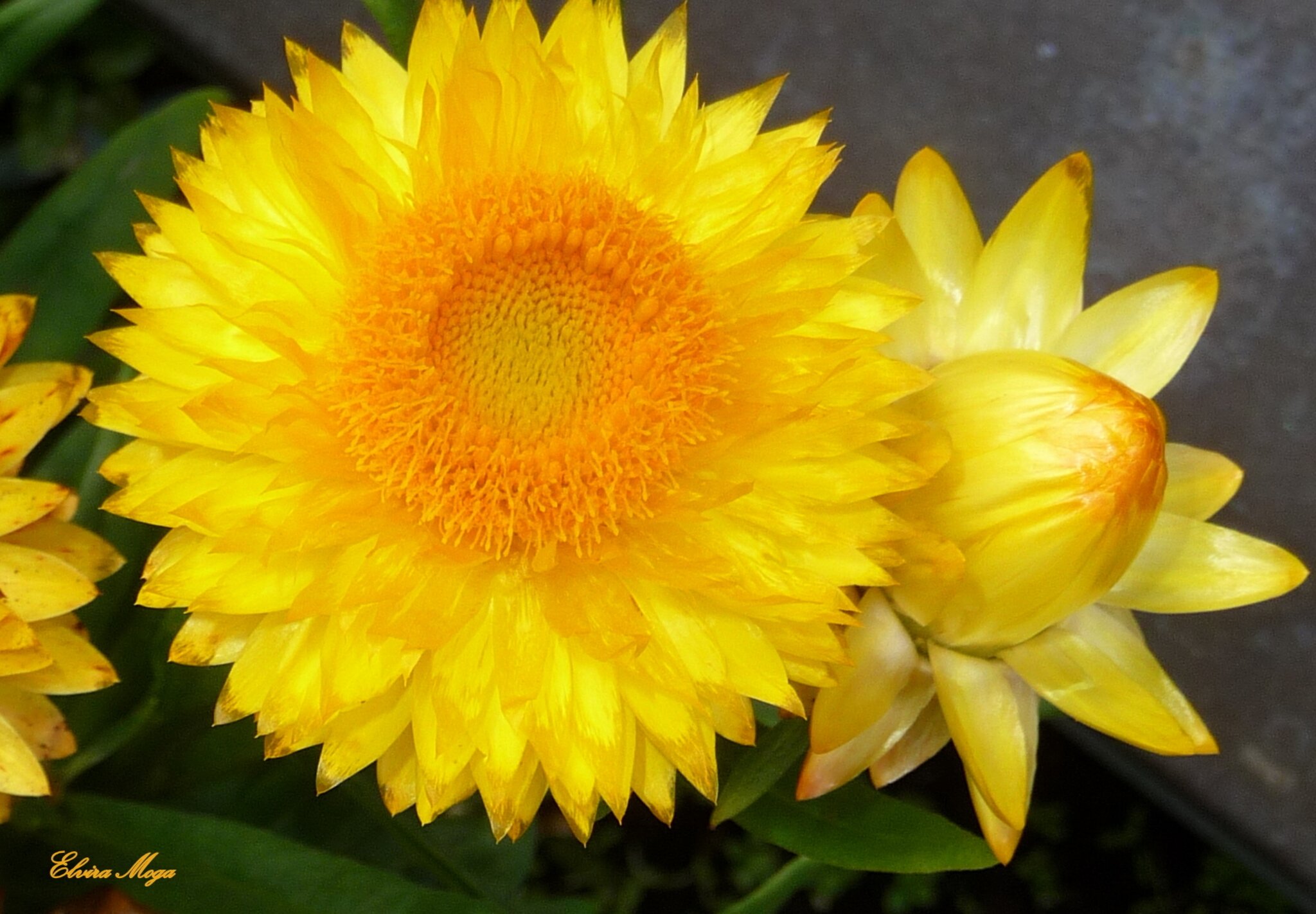 Strohblumen (Helichrysum bracteatum) - Königsbrunn