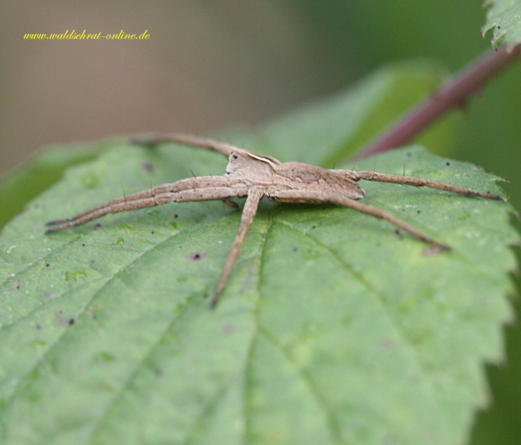Gehst Du zum Weibe, vergiss die Fliege nicht…Impressionen und ...