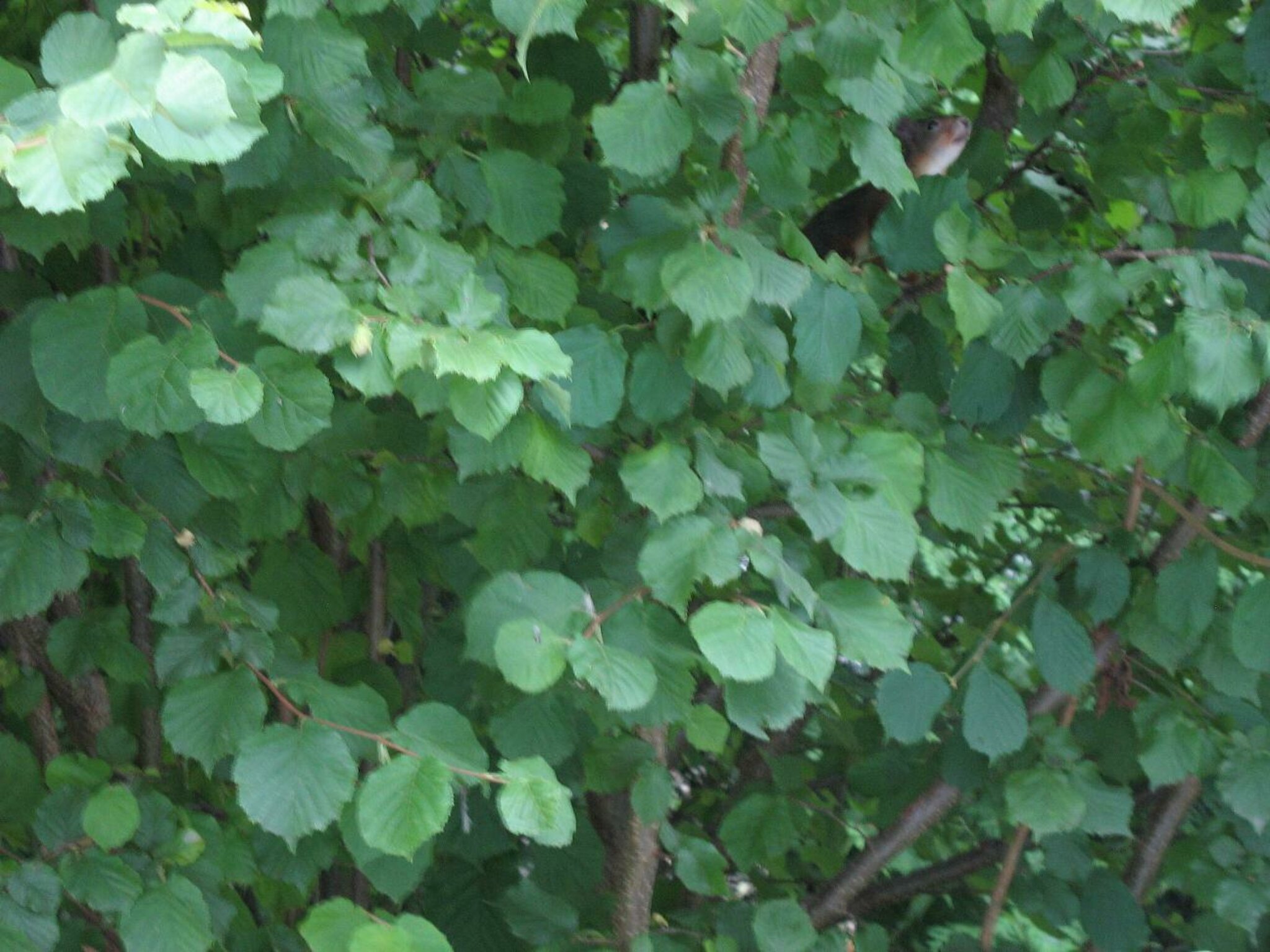 Sommer in Waldperlach, Teil 88 - München