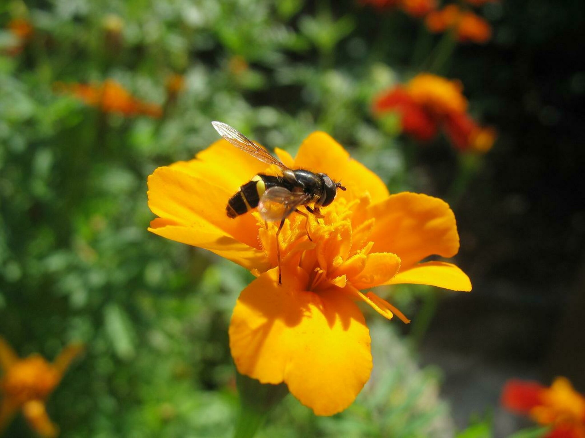 Herbst in Waldperlach, Teil 1 - München
