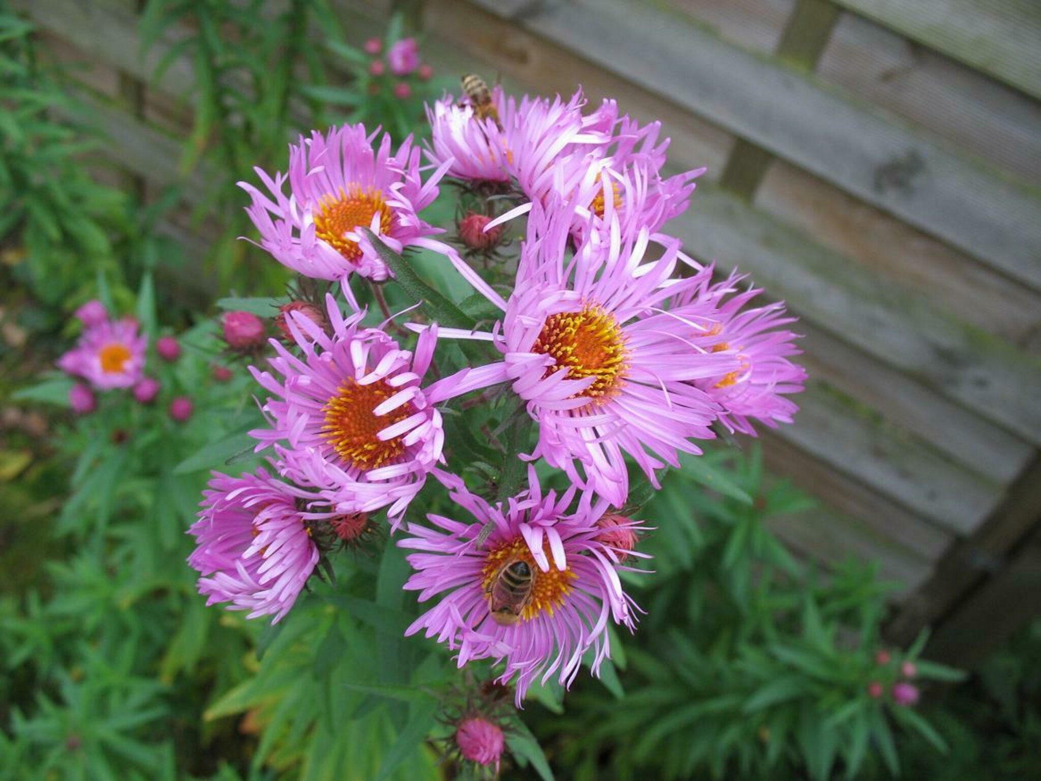 Herbst in Waldperlach, Teil 32 - München