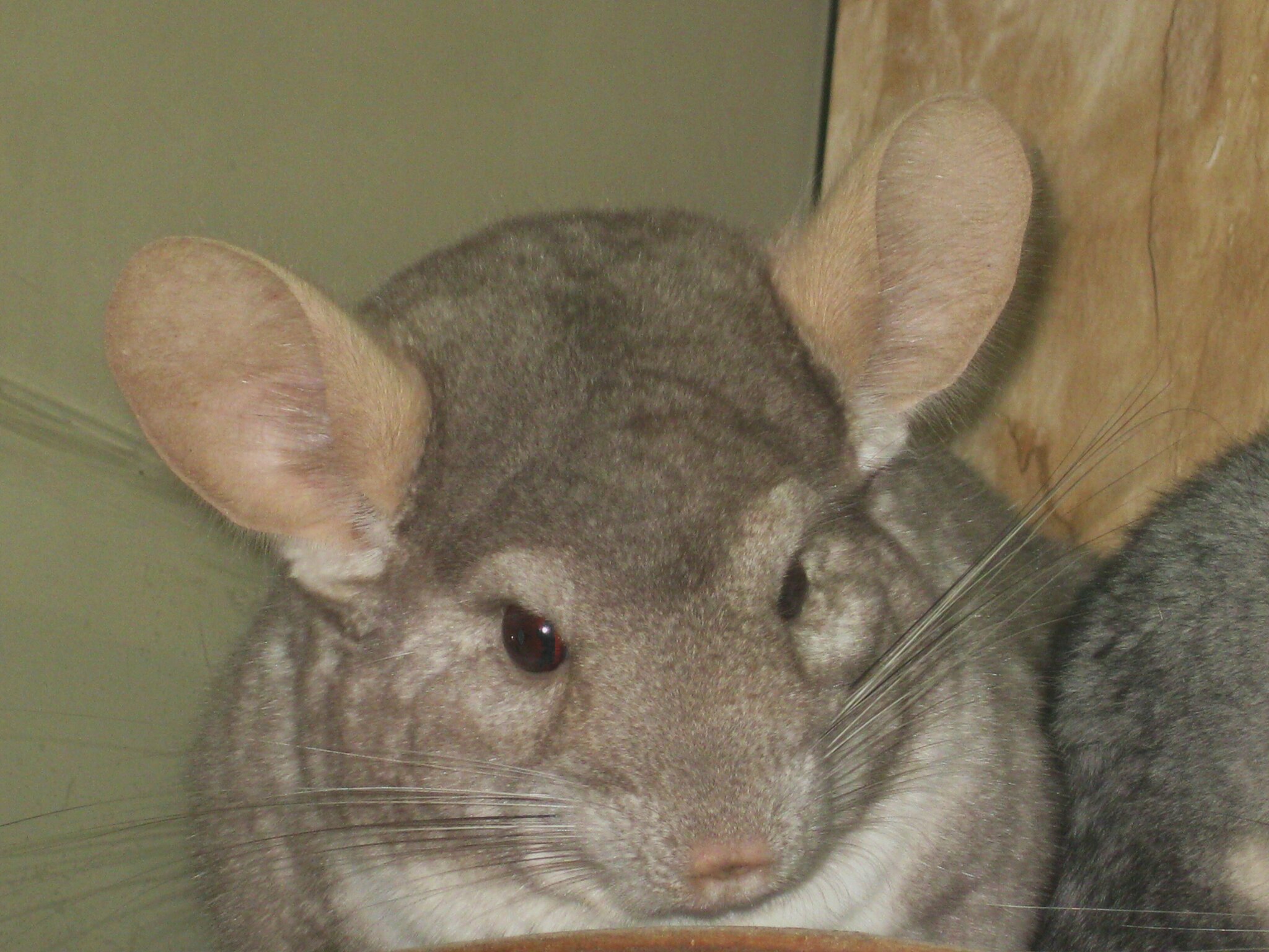 Chinchilla (Chinchilla lanigera) - Donauwörth