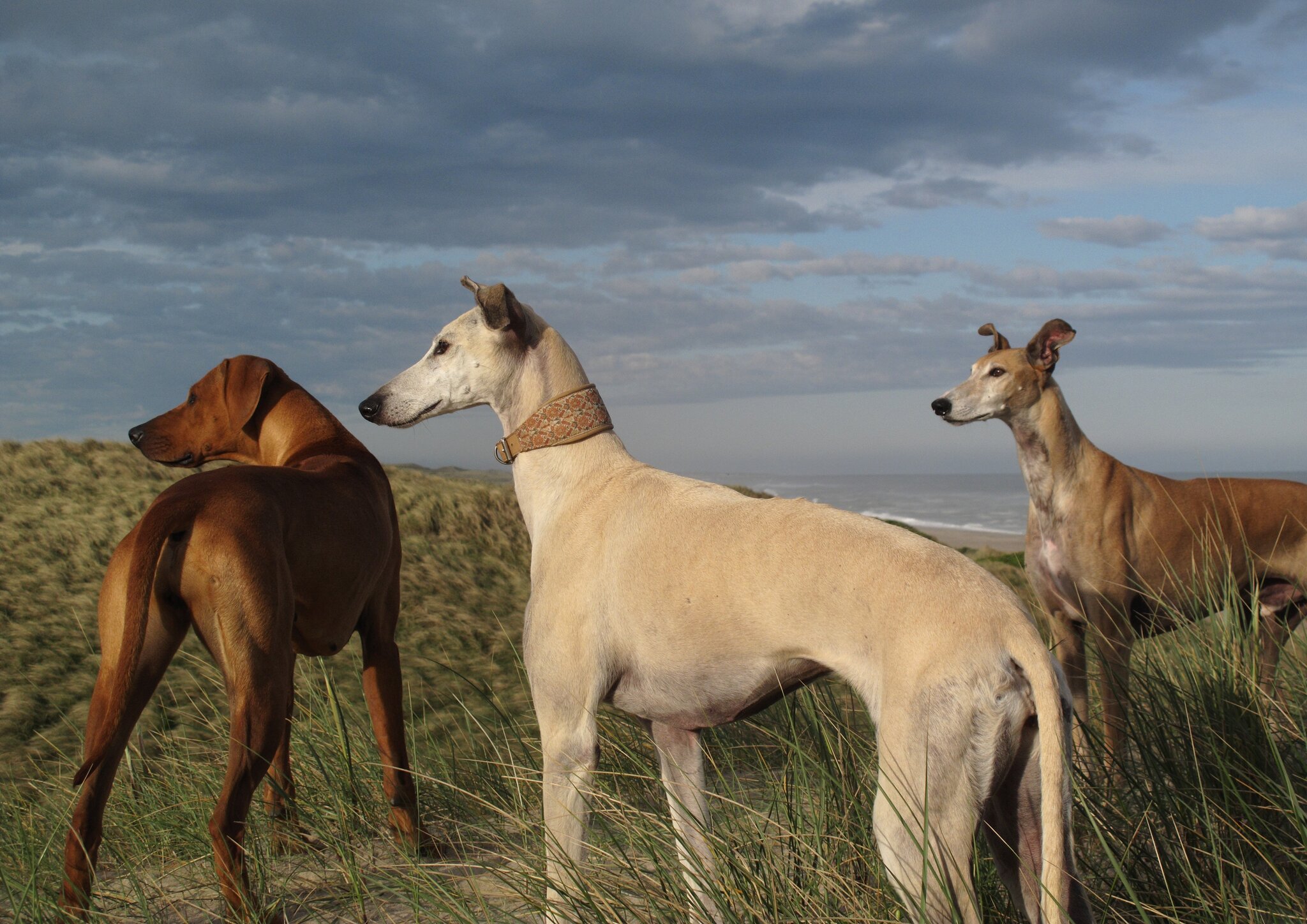 Galgos: Auf der Suche nach Sicherheit, Geborgenheit und Liebe - Springe