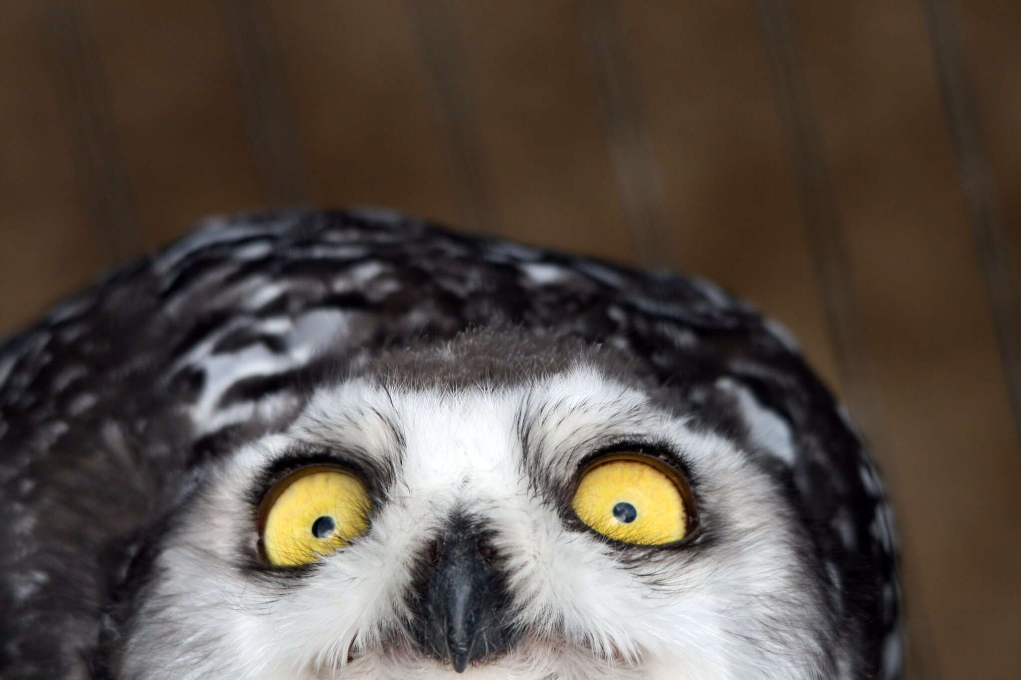 Isch gucke! - Hannover-Zoo