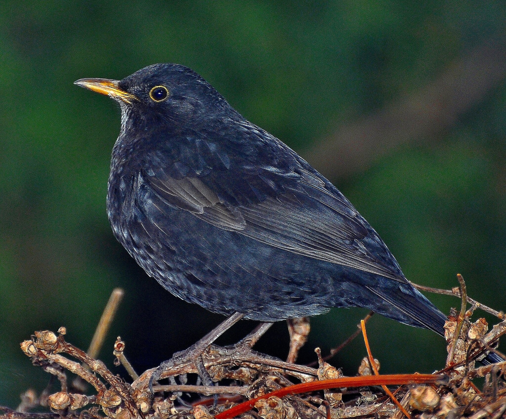 Die Amsel (Steckbrief) - Sehnde