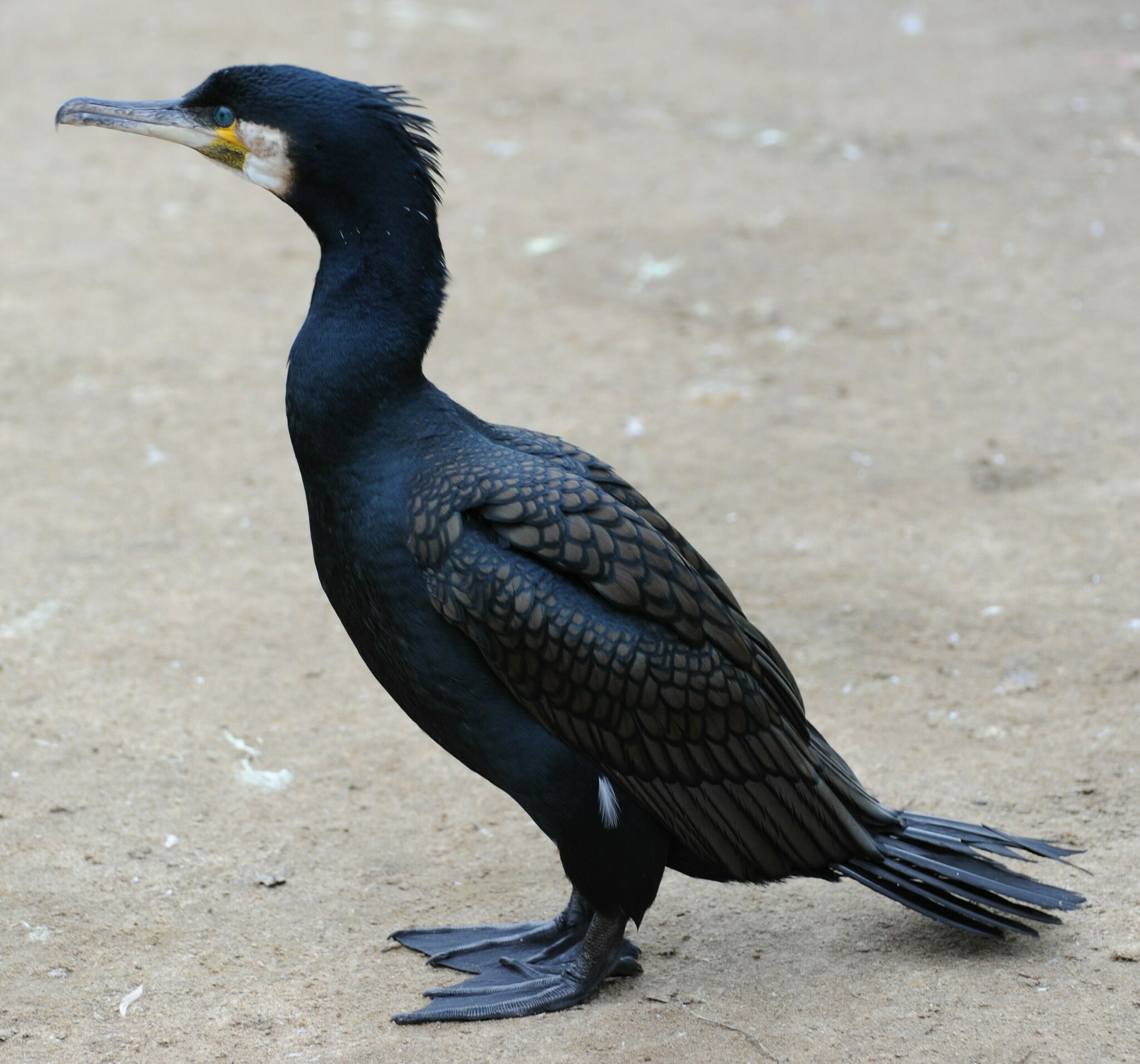 Rabe des Meeres: der Kormoran. - Hannover-Zoo