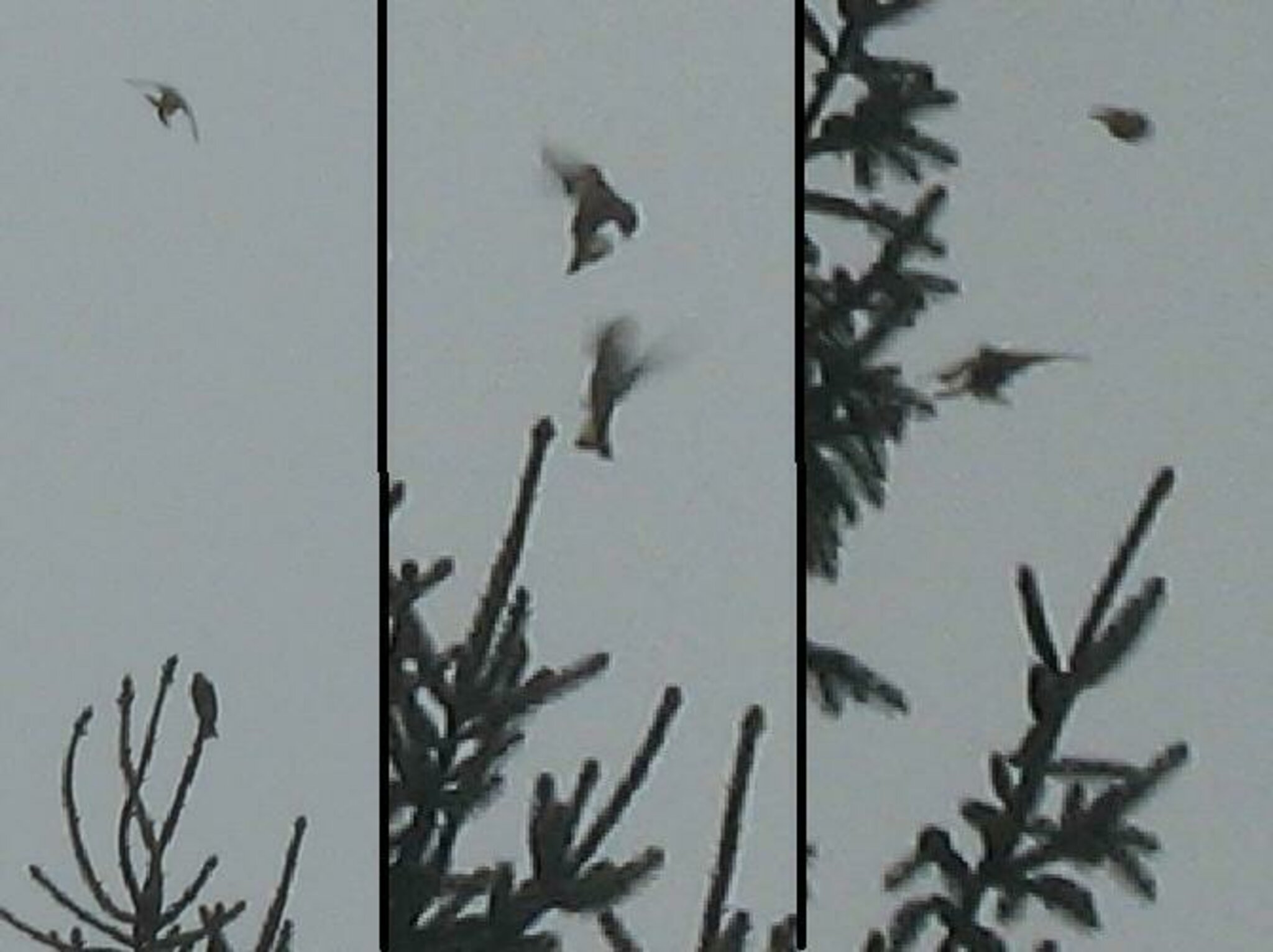 Buchfinken im Paarflug - München