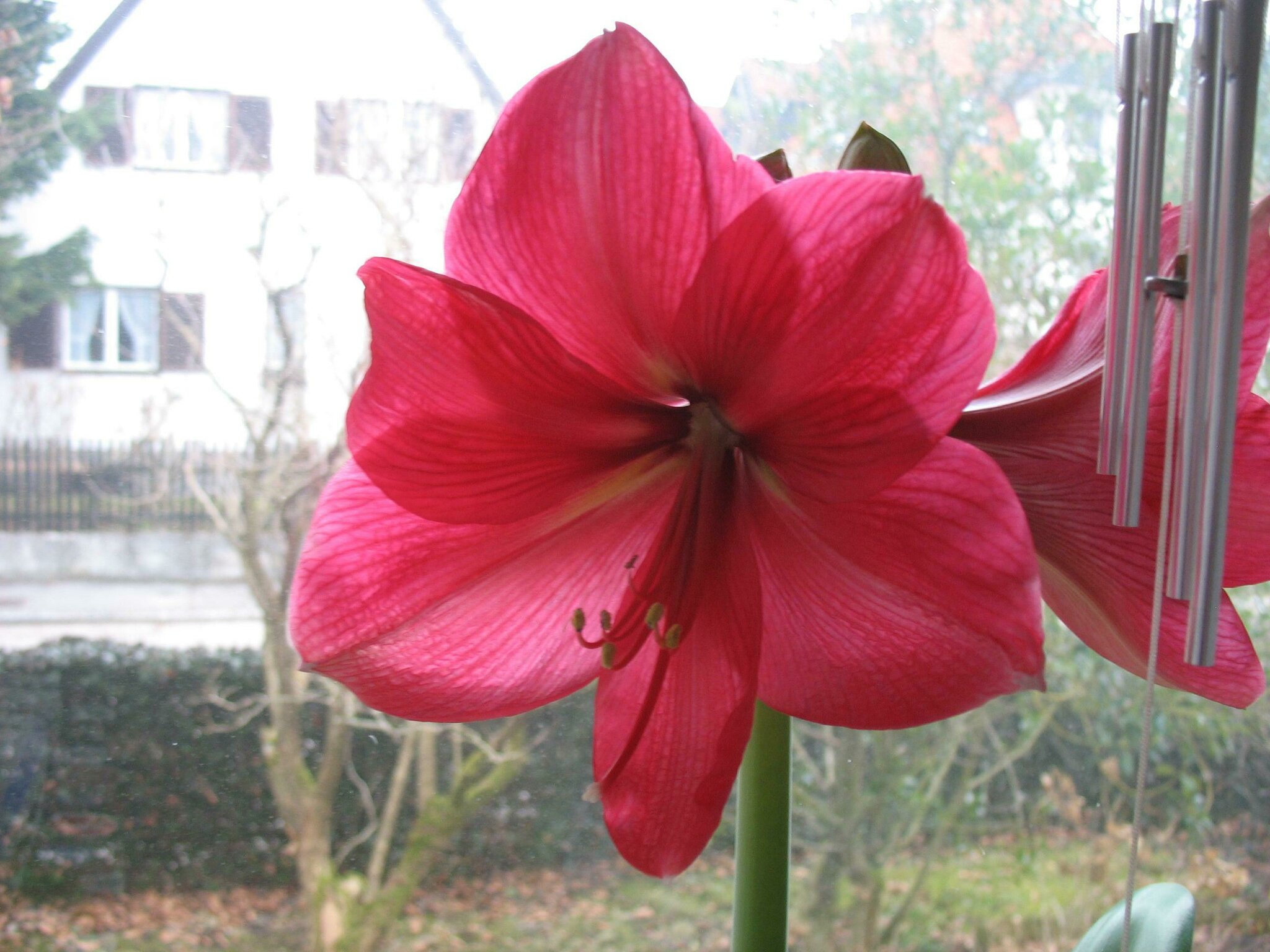 Amaryllis - München