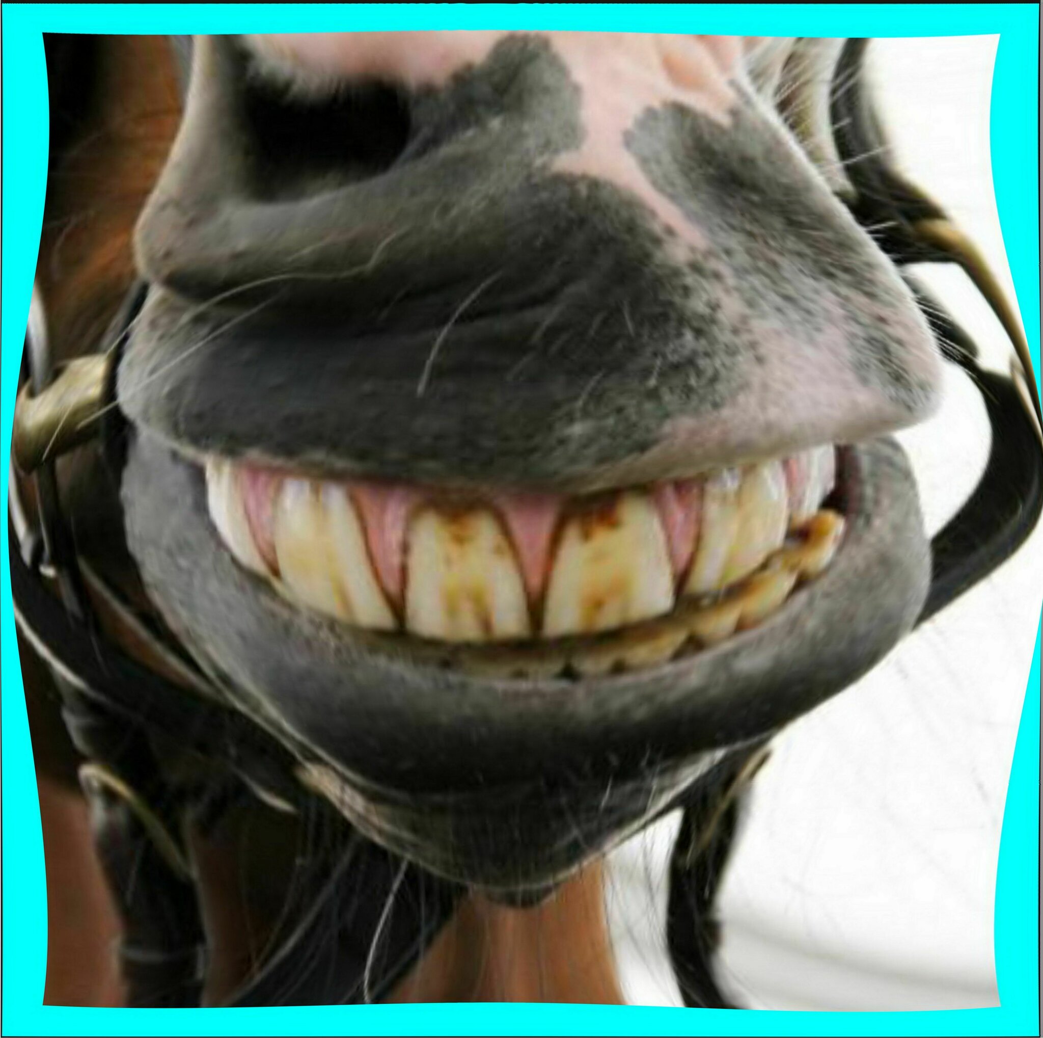 Pferdegebiss? Toller Name für ein Kind! - Hannover-Groß-Buchholz