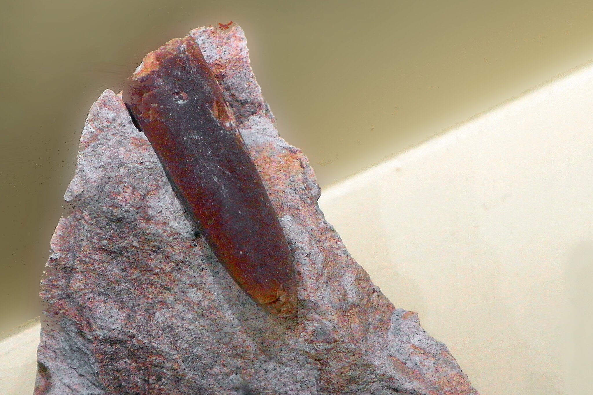 Skelettteile der Belemniten: „Donnerkeile“ oder „Teufelsfinger“ - Lübeck