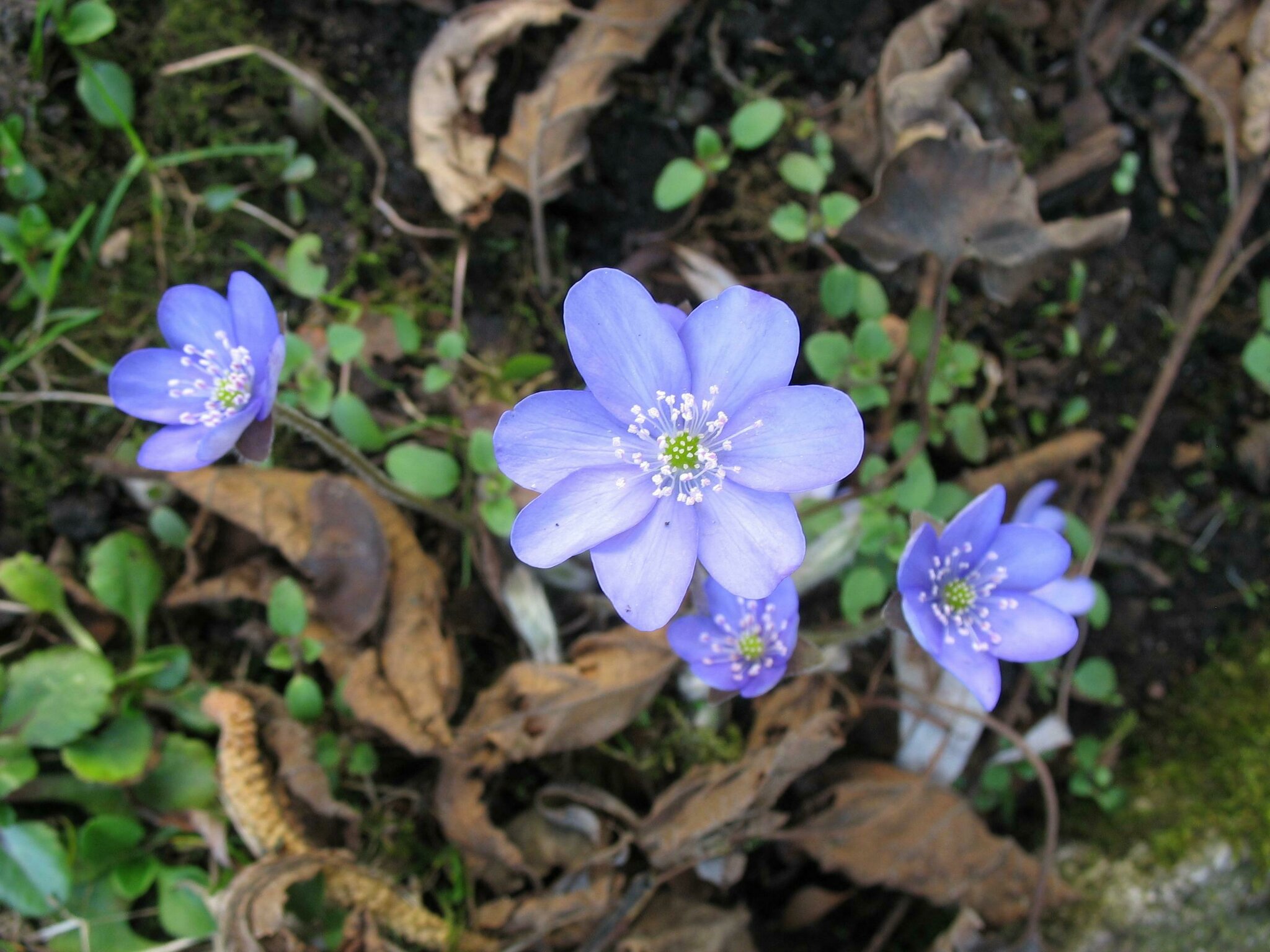 Leberblume - München