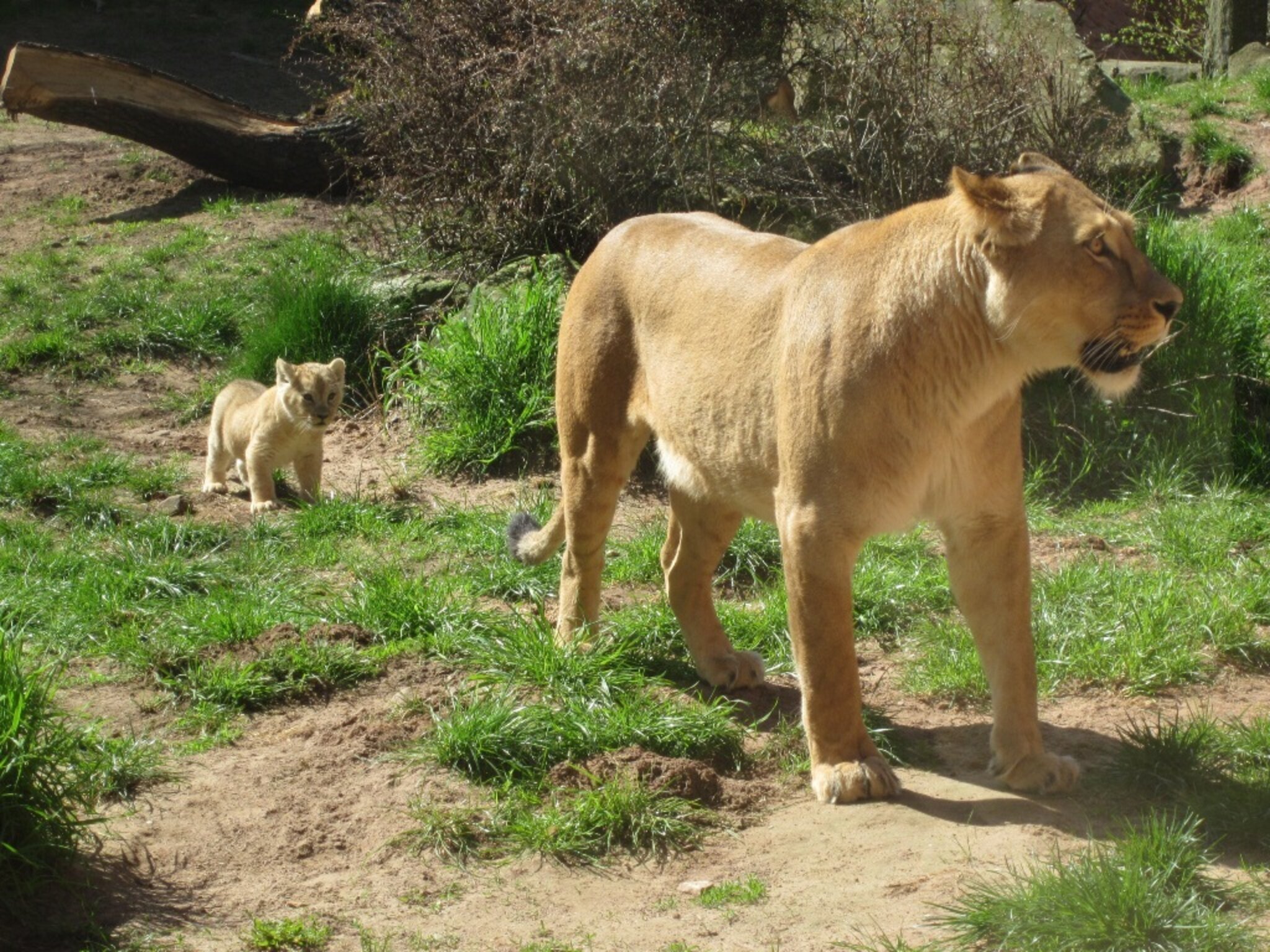 Tierische Attraktionen zum Saisonstart 2011 - Erlebnis-Zoo Hannover ...