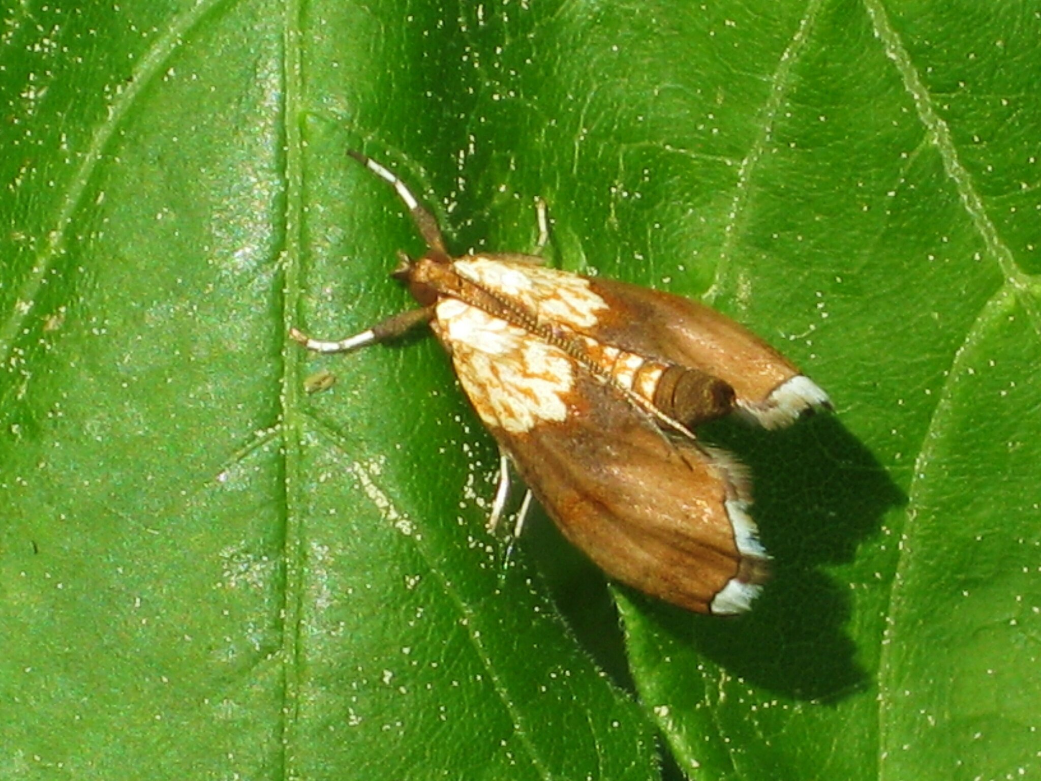 Mir bisher unbekannter Schmetterling! (Agrotera nemoralis) - Donauwörth