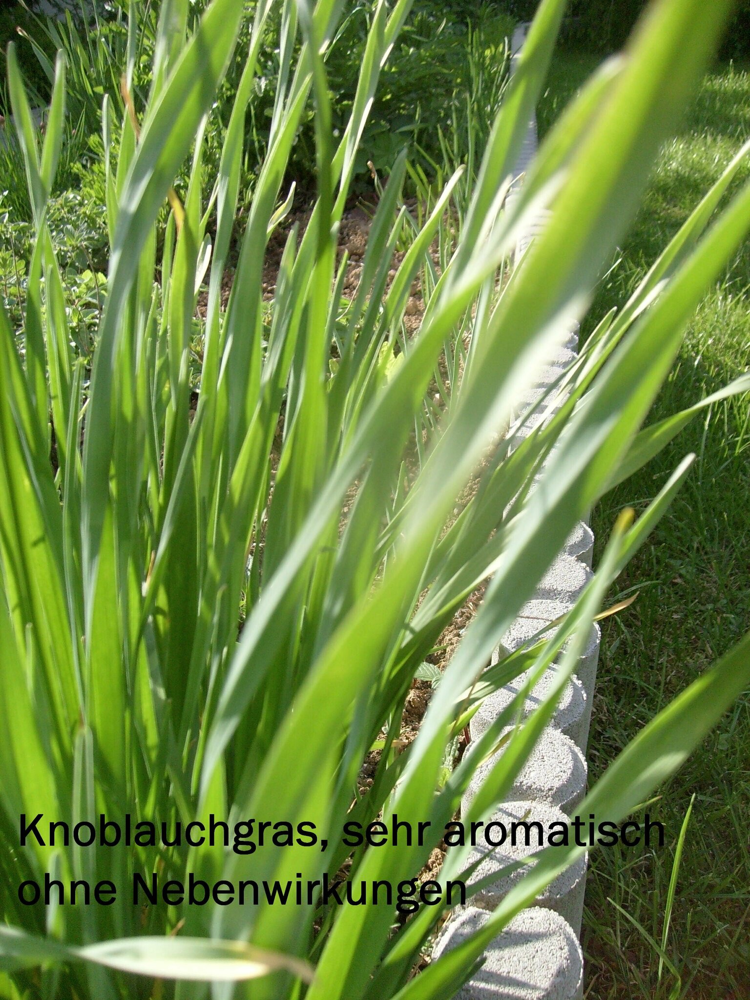 Kräuter, Kräuter in allen Ecken - Bad Kösen