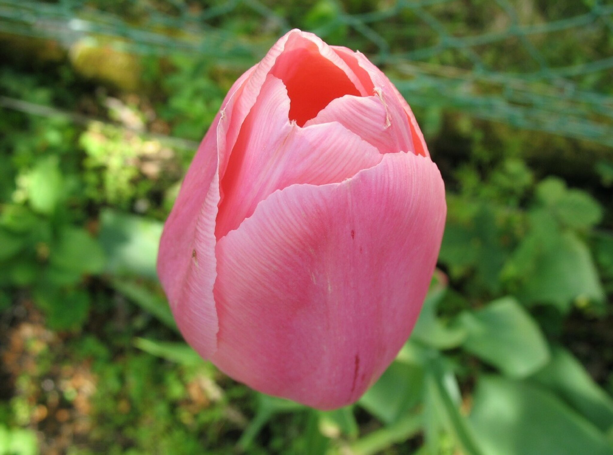 Noch eine Tulpe - München