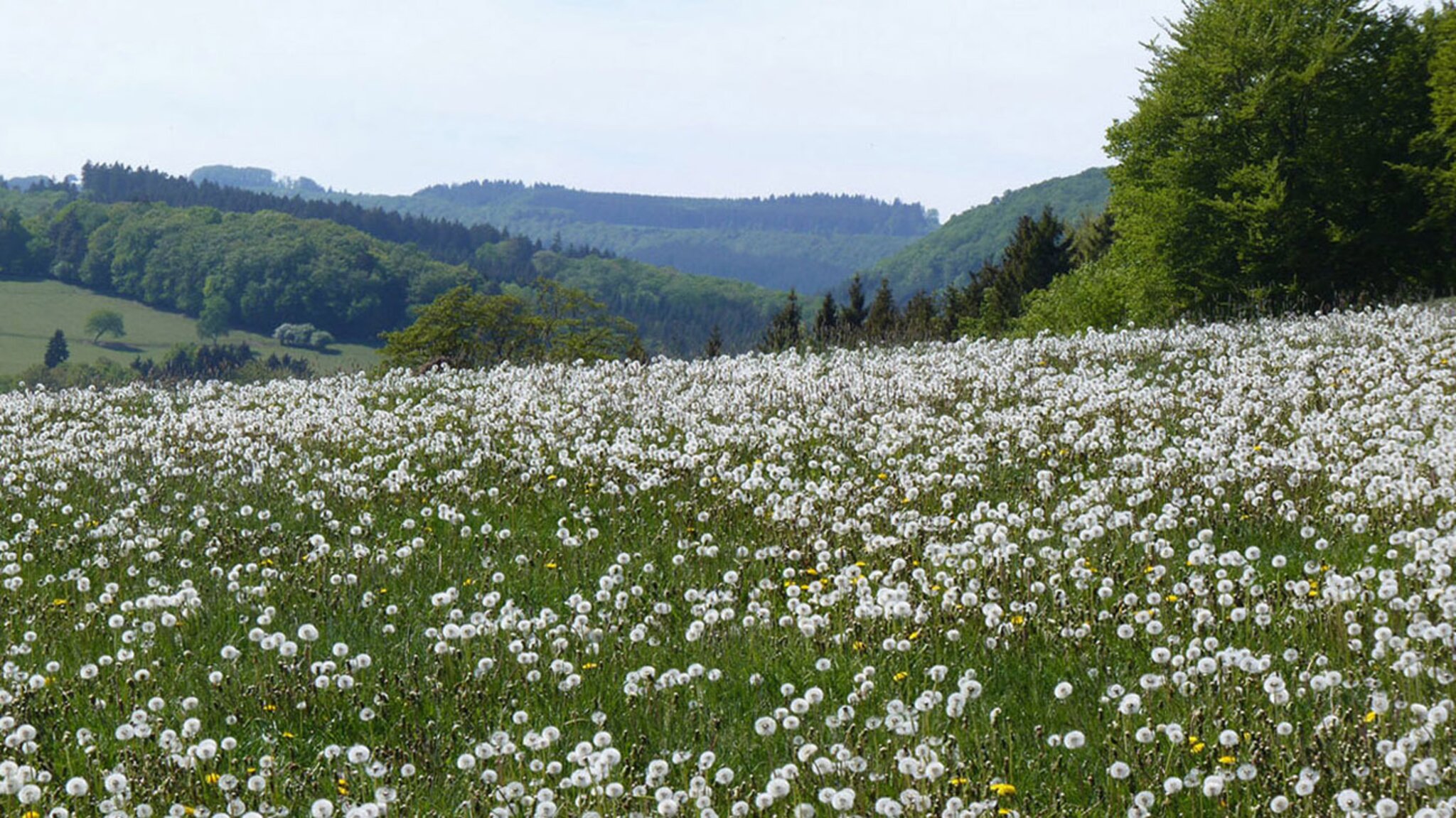 Pusteblumenwiese - Diemelsee