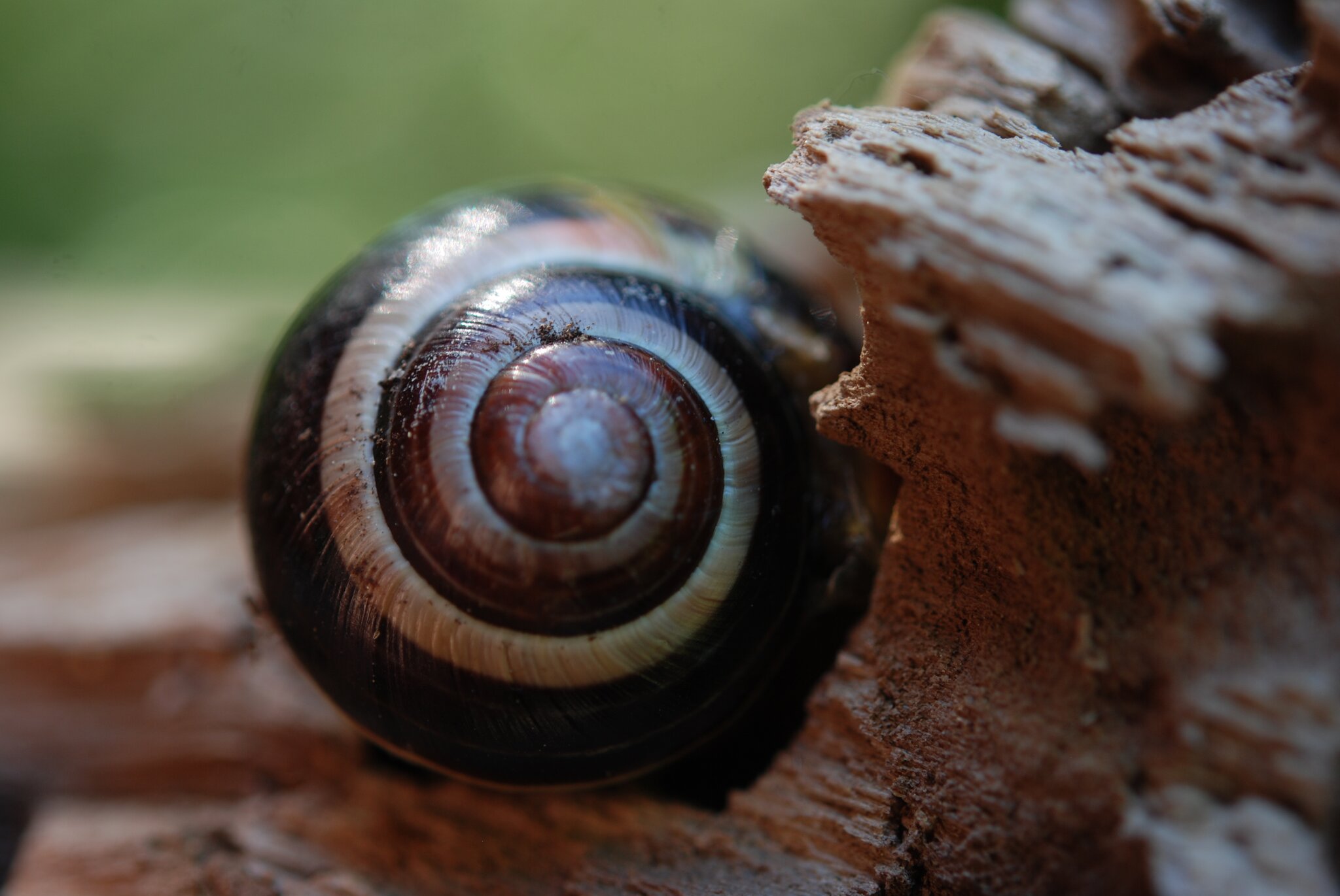schneckerich - Garbsen