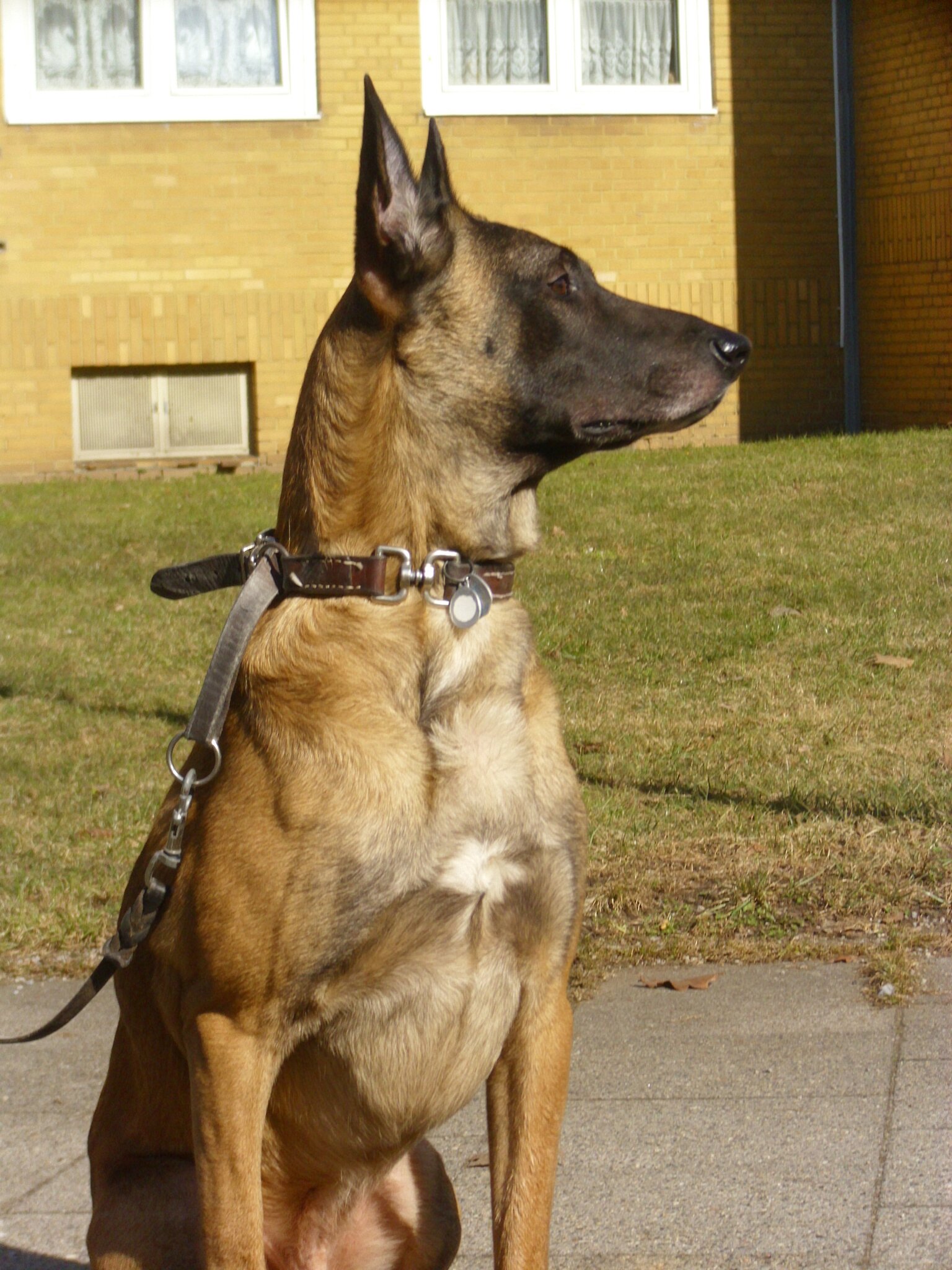 "Hund-Mensch-Kommunikation" - Abendvortrag mit Dr. Dorit Feddersen ...