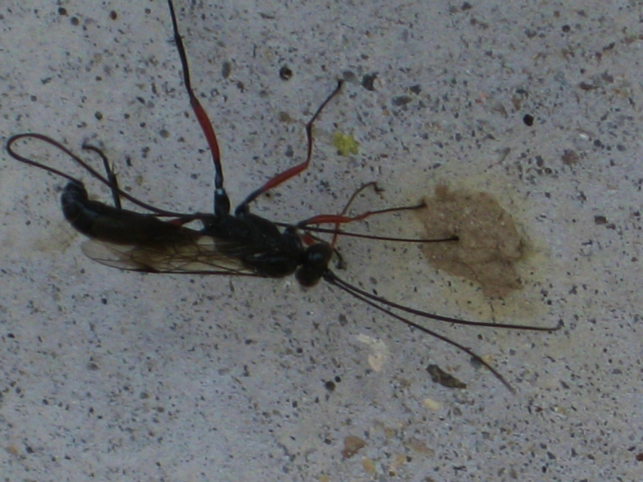 Riesenschlupfwespe (Dolichomitus imperator) - Donauwörth