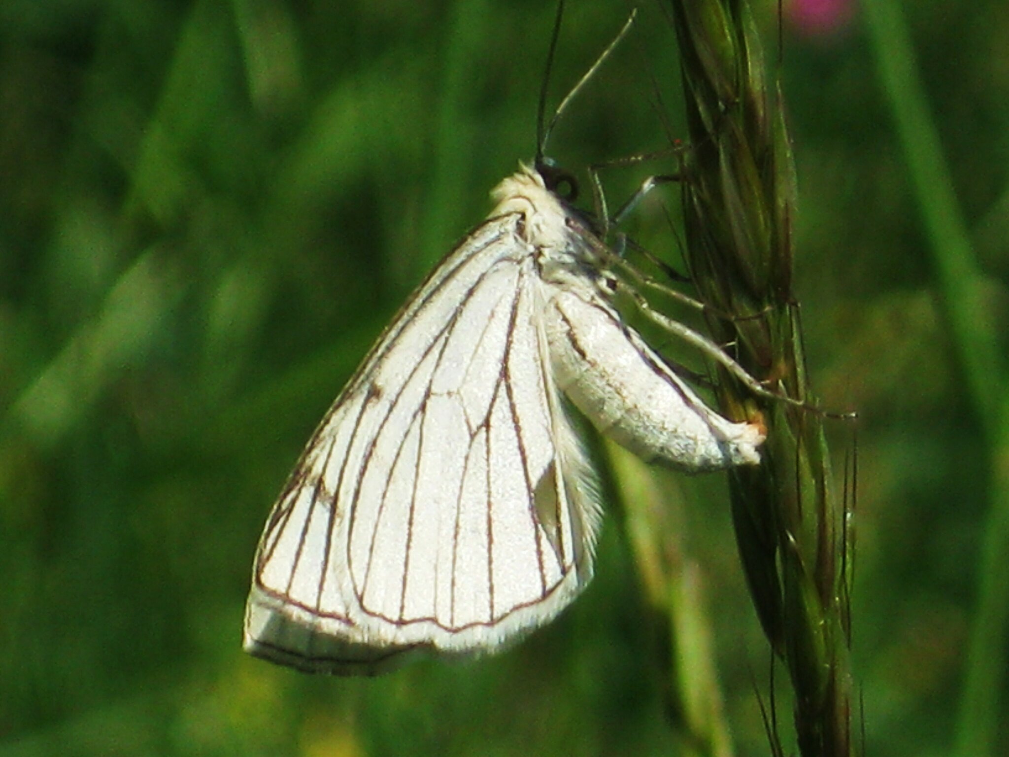 Weißer Linienspanner (Siona lineata) - Donauwörth