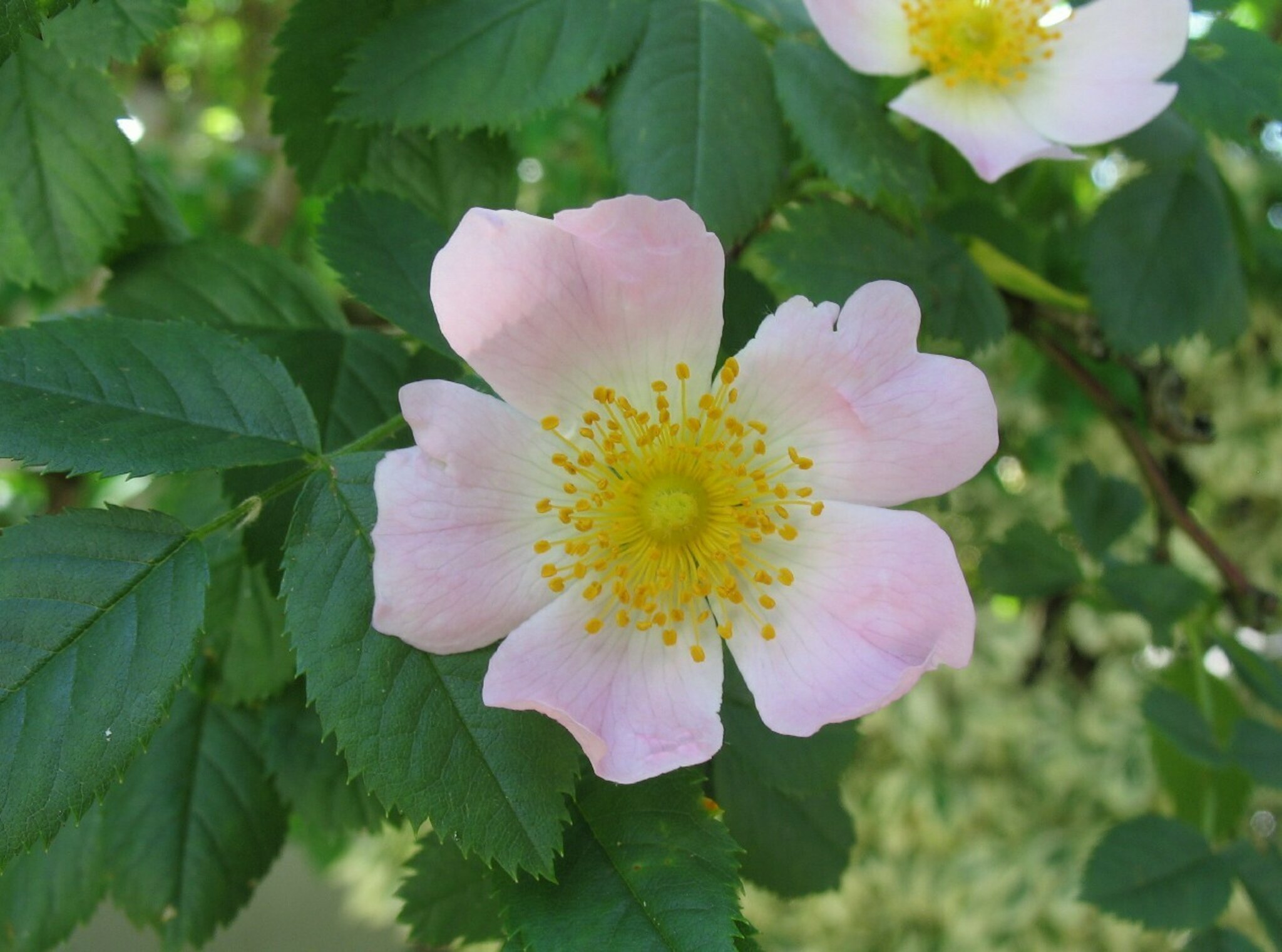 Die Heckenrose - München