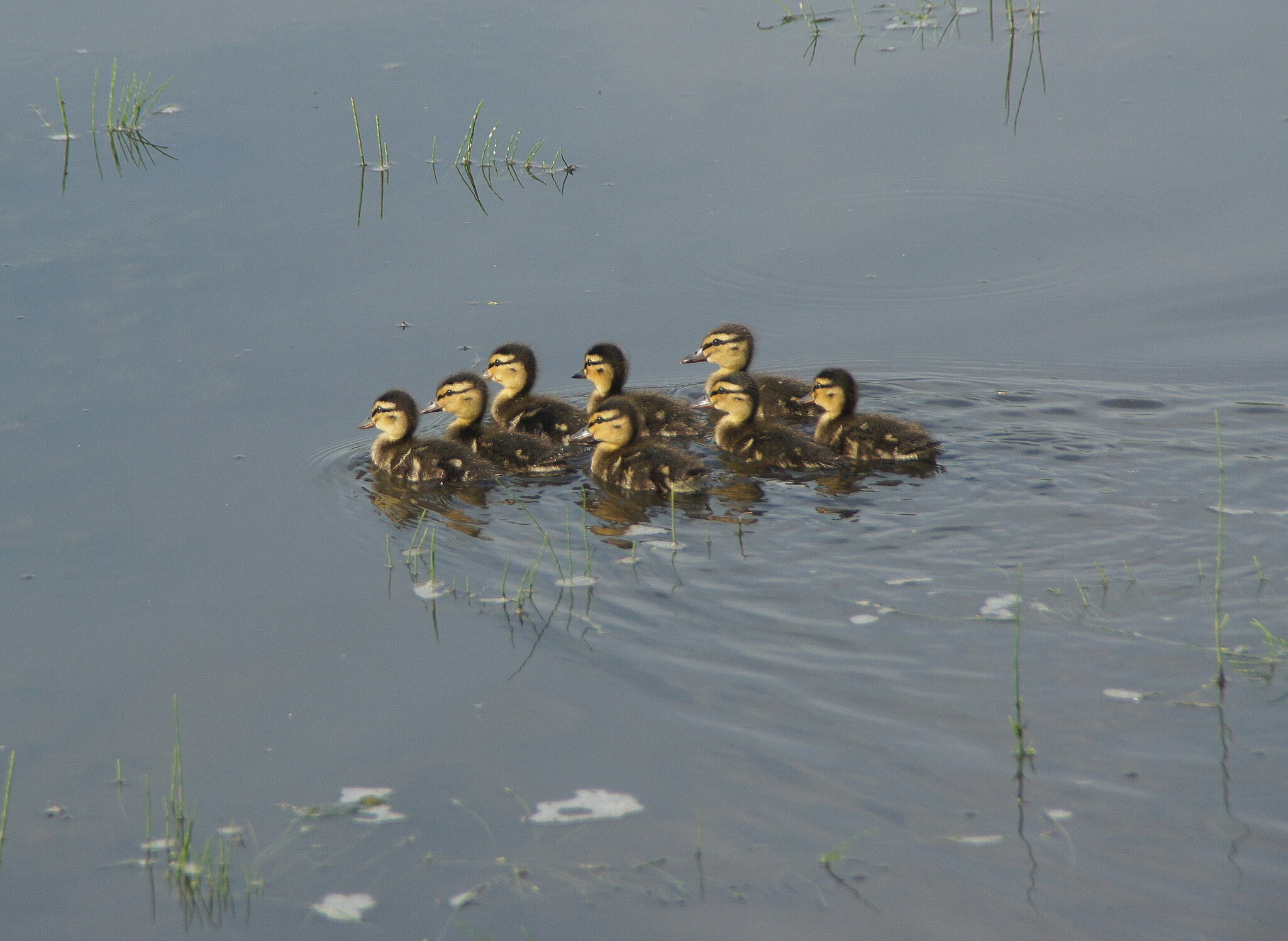 Familie Stockente erkundet den Teich! - Ebsdorfergrund