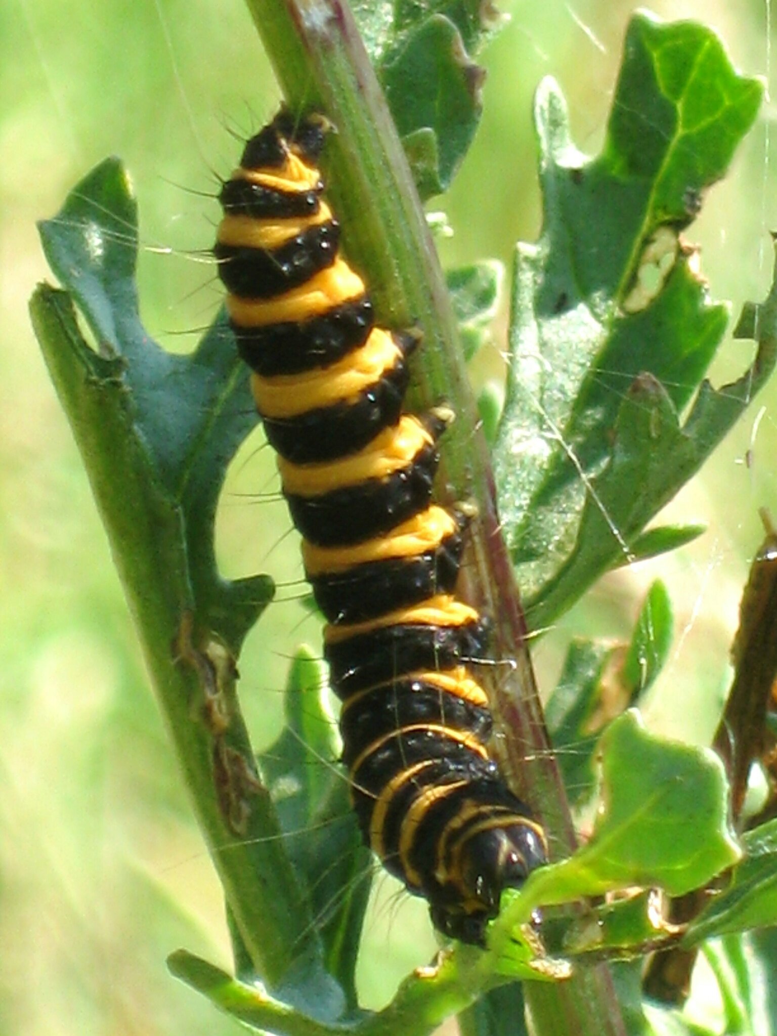 Raupe des Blutbärs (Tyria jacobaea) - Donauwörth